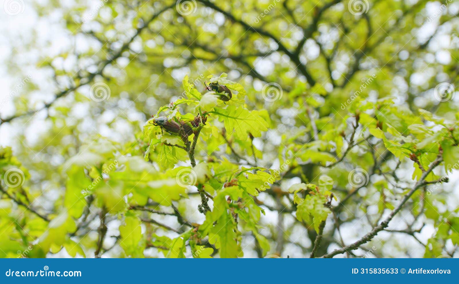 Young Oak Tree with a Group of Cockchafers, May-bugs. May Large Beetles ...