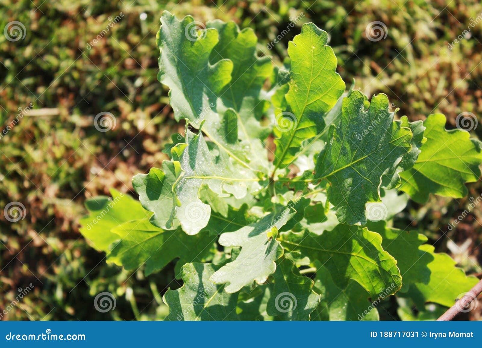 Young Oak Tree Growing in the Garden. Stock Image - Image of colorful ...