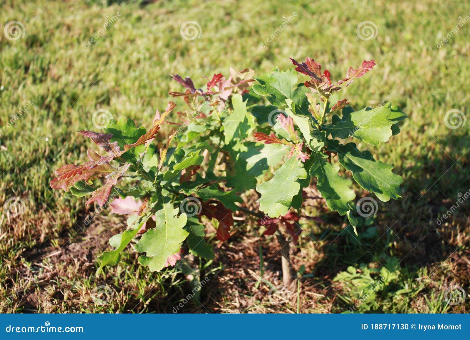 Young Oak Tree Growing in the Garden. Stock Photo - Image of fresh ...