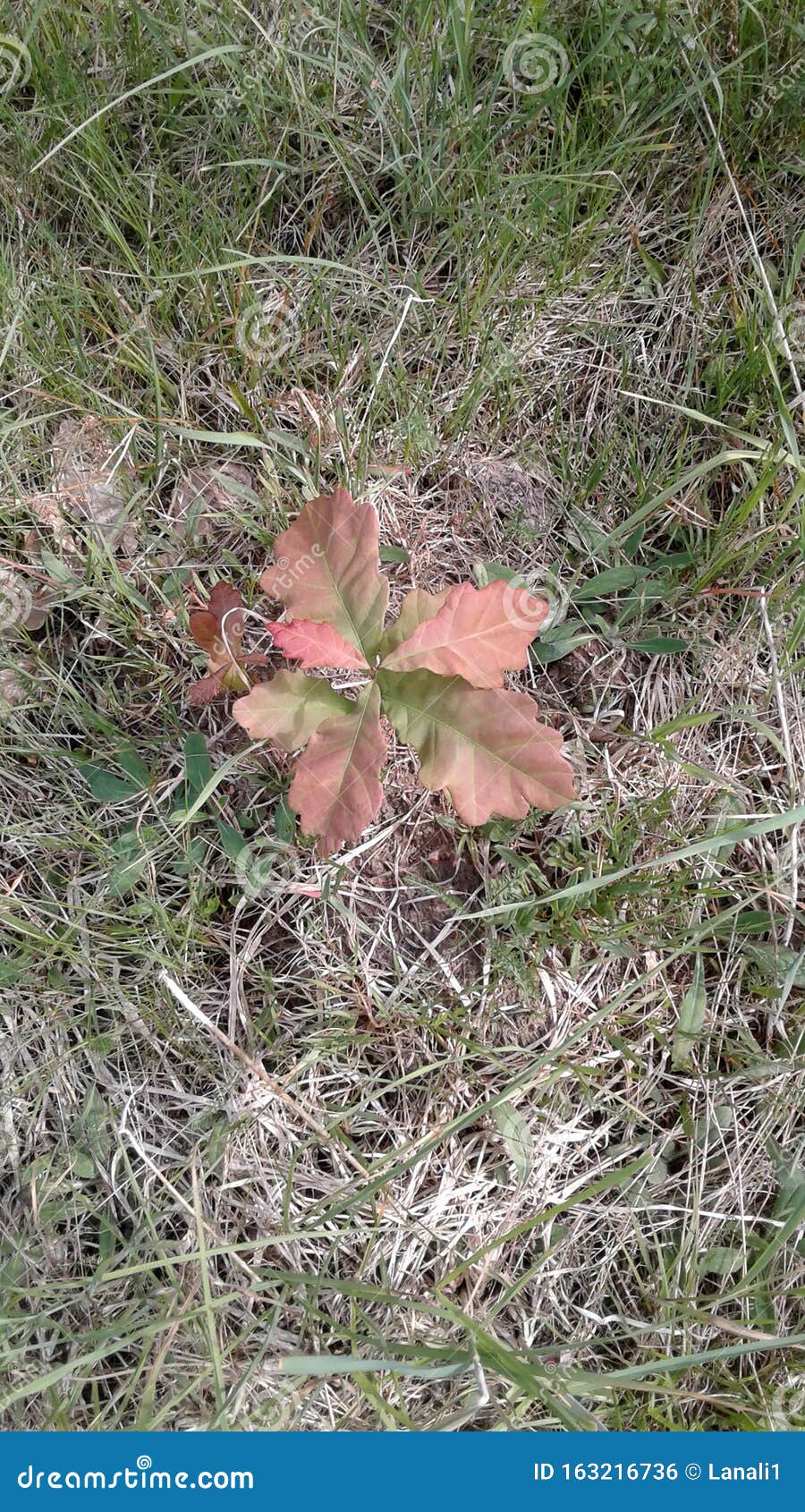 A Young Oak Tree Grows among Grass Stock Photo - Image of botany ...