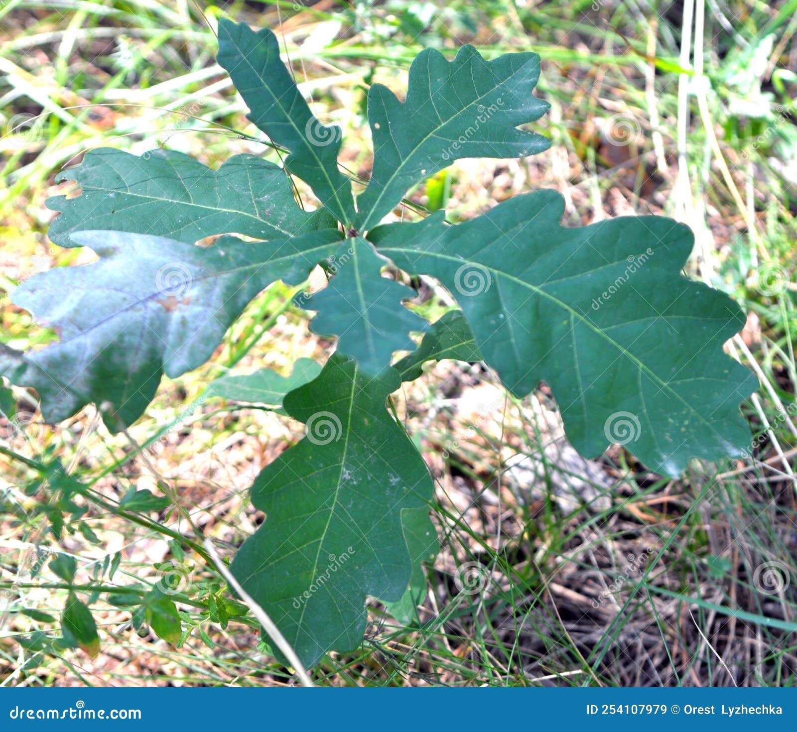 Leaves on a young oak tree stock image. Image of fresh - 254107979