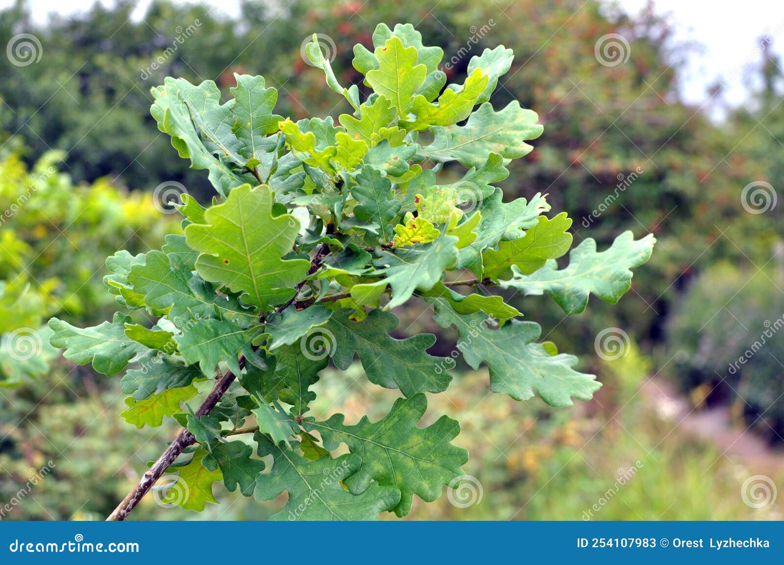 Leaves on a young oak tree stock image. Image of plant - 254107983