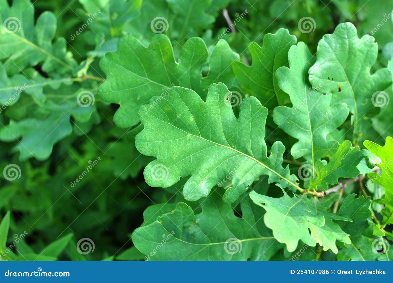 Leaves on a young oak tree stock photo. Image of environment - 254107986