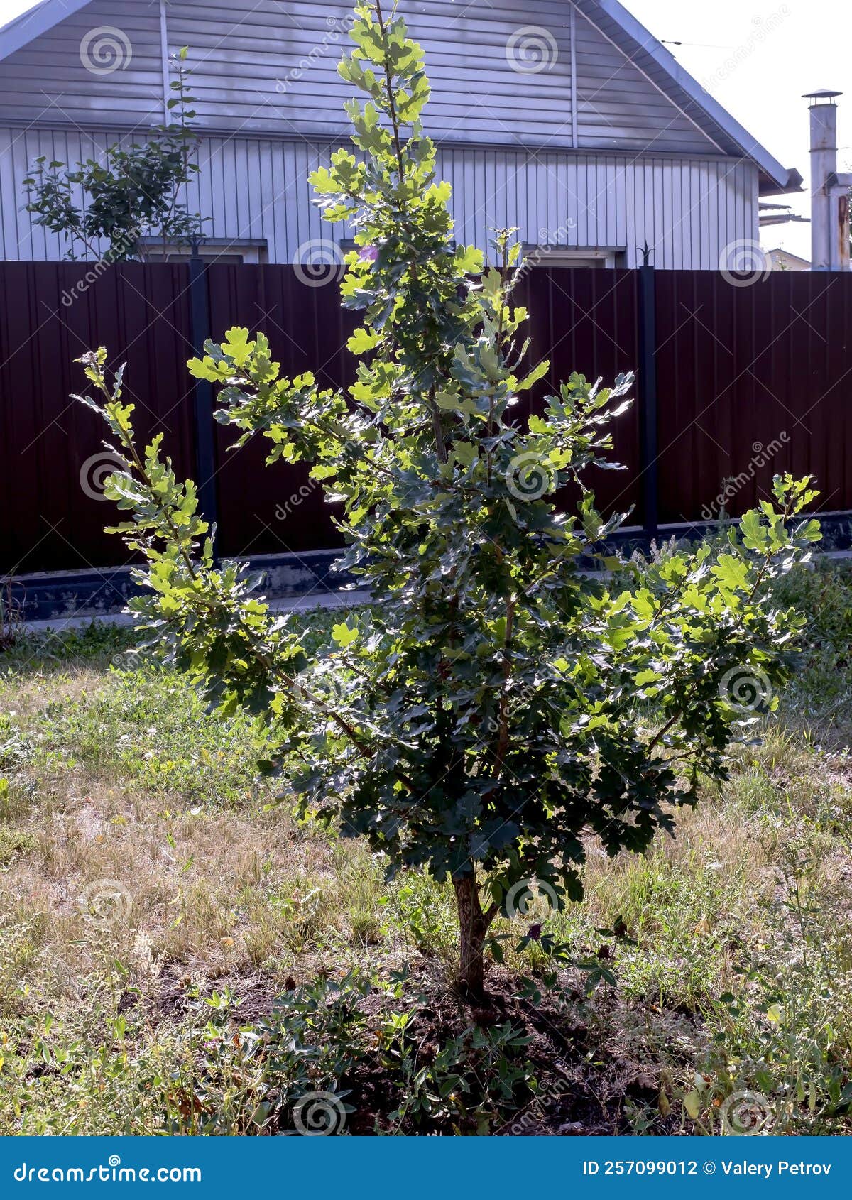 Young Oak Tree with Leaves Illuminated by the Sun Stock Photo - Image ...