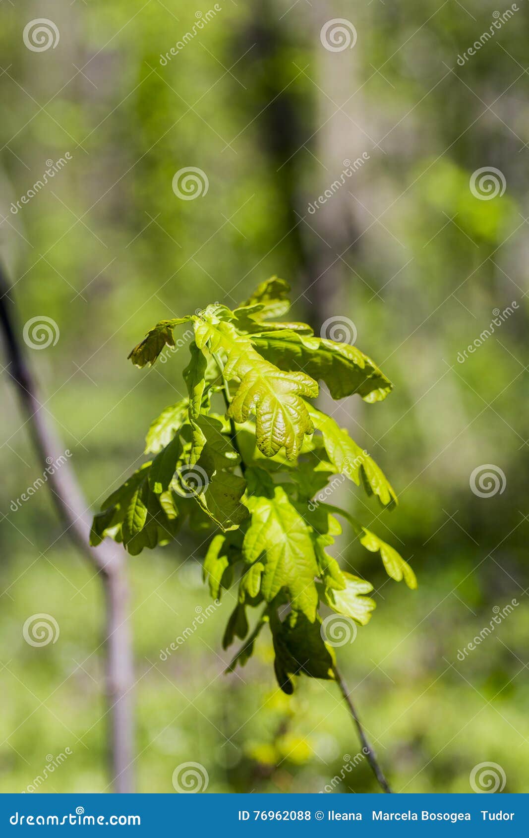 Young oak tree stock photo. Image of spring, stem, acorn - 76962088