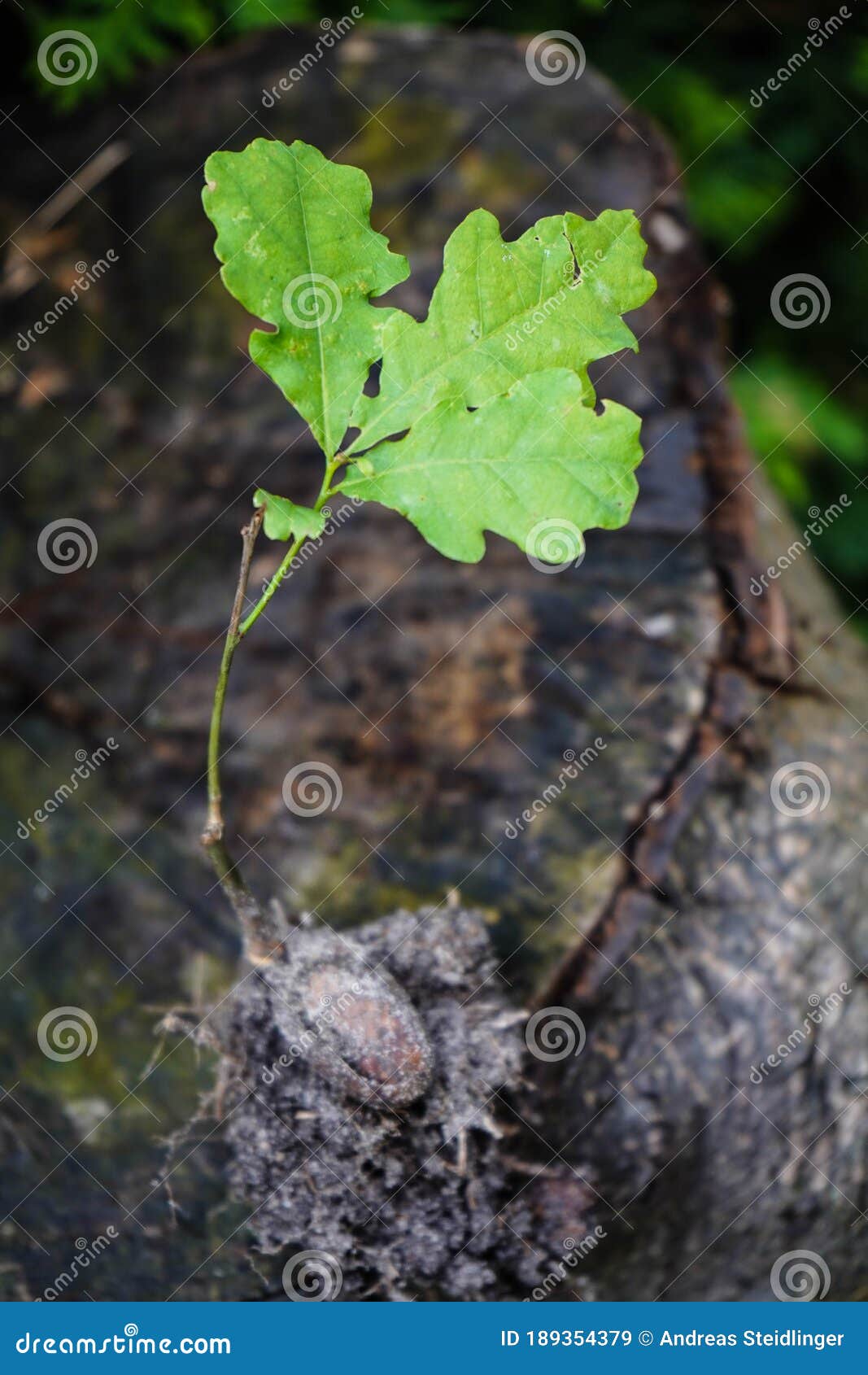 Young oak tree stock image. Image of autumn, leaves - 189354379