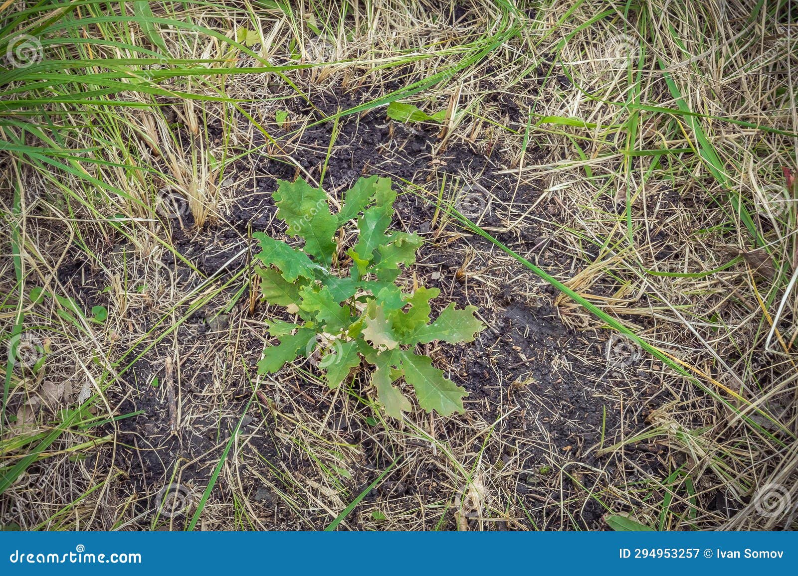 Young oak tree on the plot stock image. Image of garden - 294953257