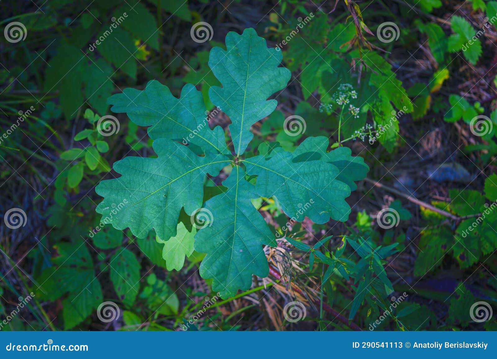 Young Oak Tree. Quercus Mongolica Young Plant in the Forest. Stock ...