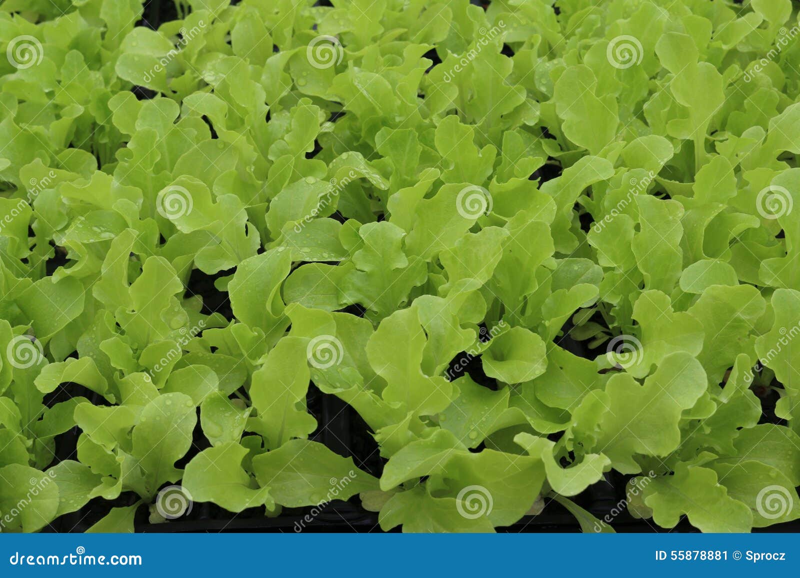 Young Oakleaf Lettuce Plants Stock Image - Image of plug, leaves: 55878881