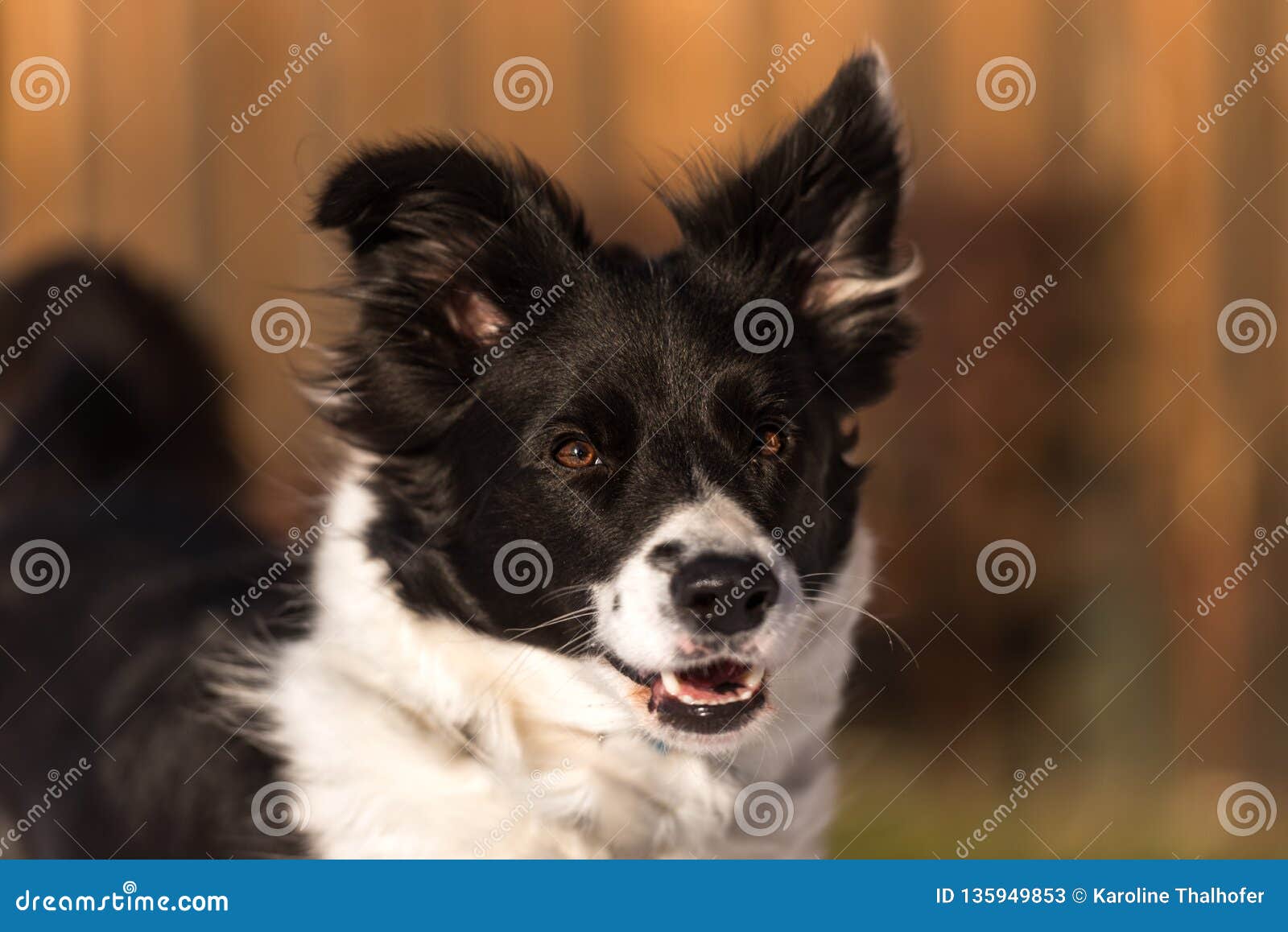 Obedient Border Collie Dog. Head Portrait Stock Image - Image of face ...