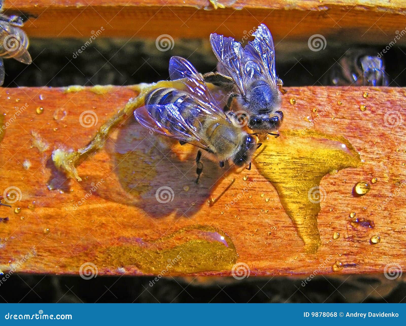 Young and old bees. stock photo. Image of short, reasonable - 9878068