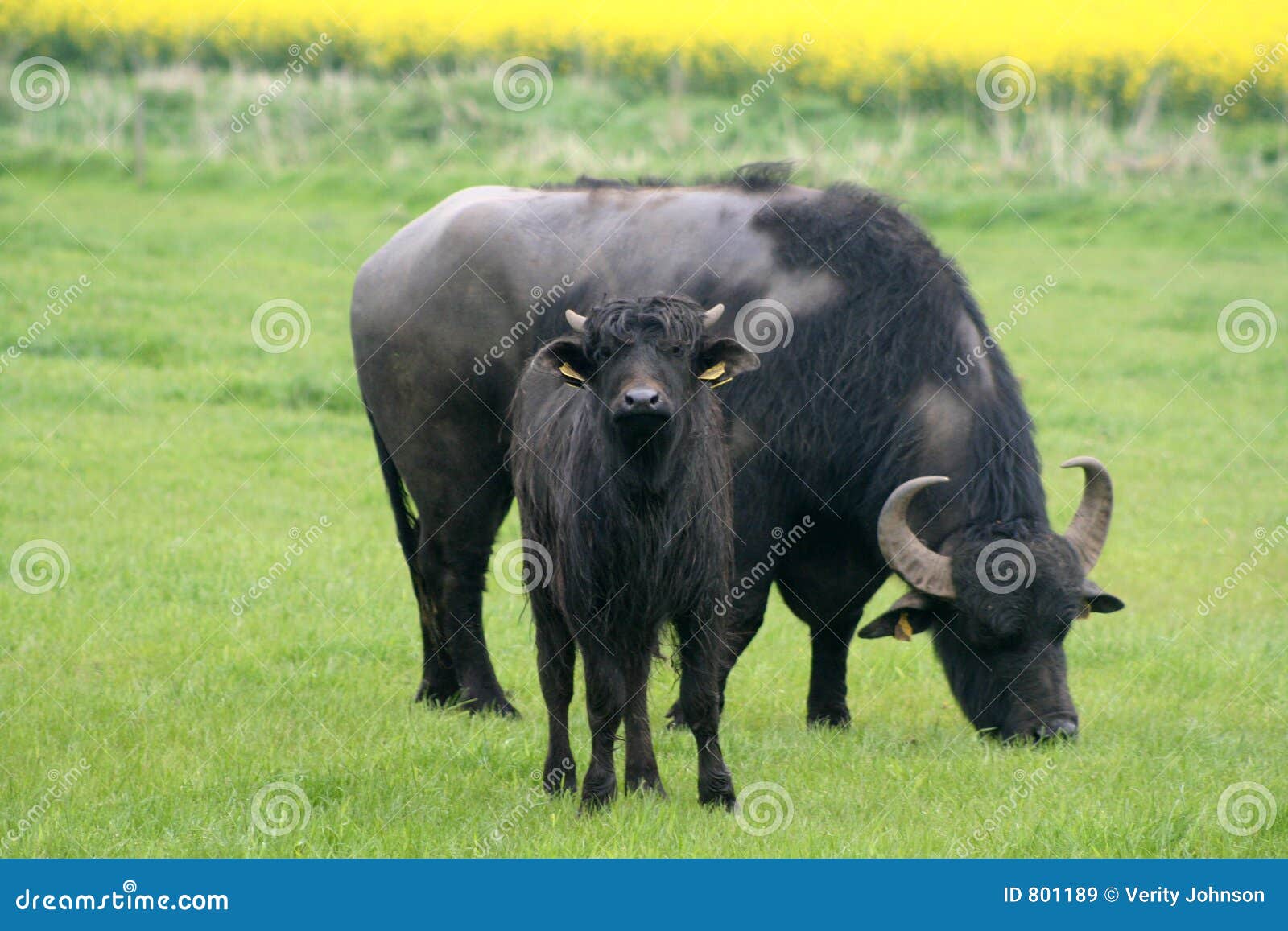 Young and old Buffalo stock image. Image of viscious, grass - 801189