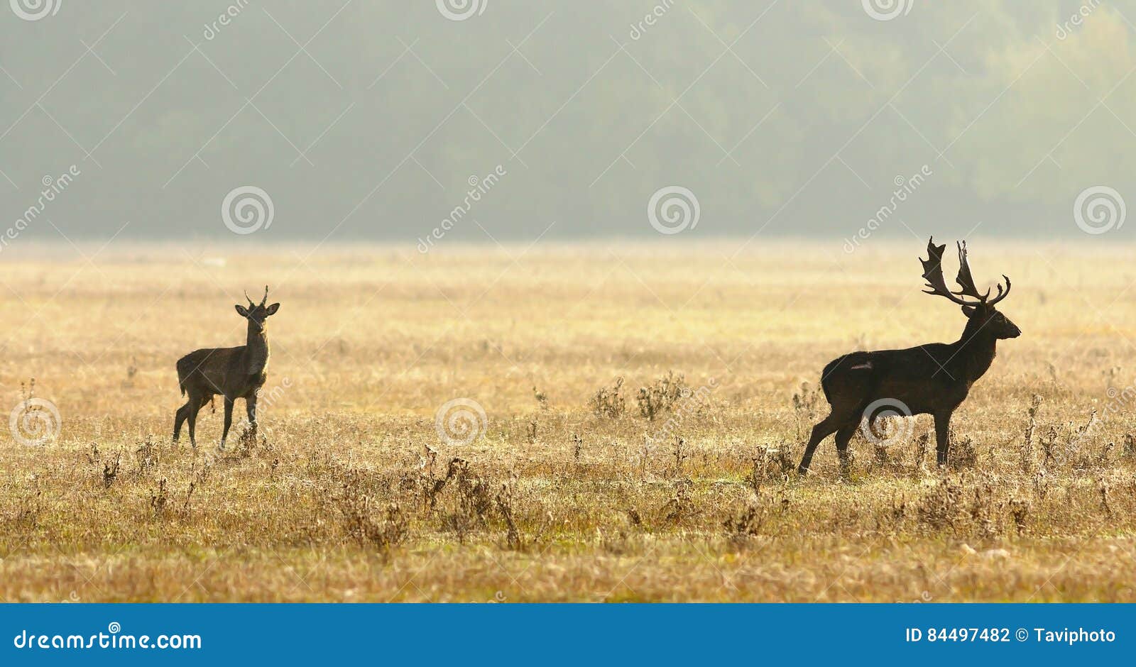 Young and old fallow deers stock photo. Image of antlers - 84497482
