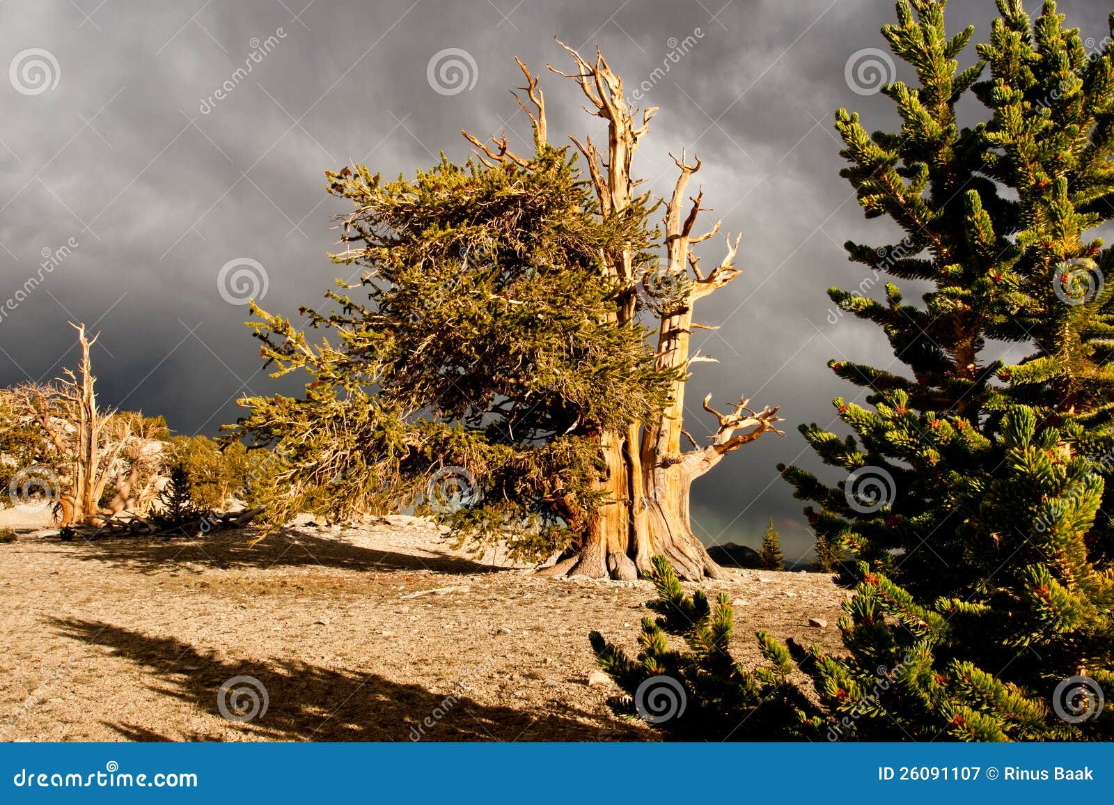Young and Old Trees stock image. Image of grow, wood - 26091107