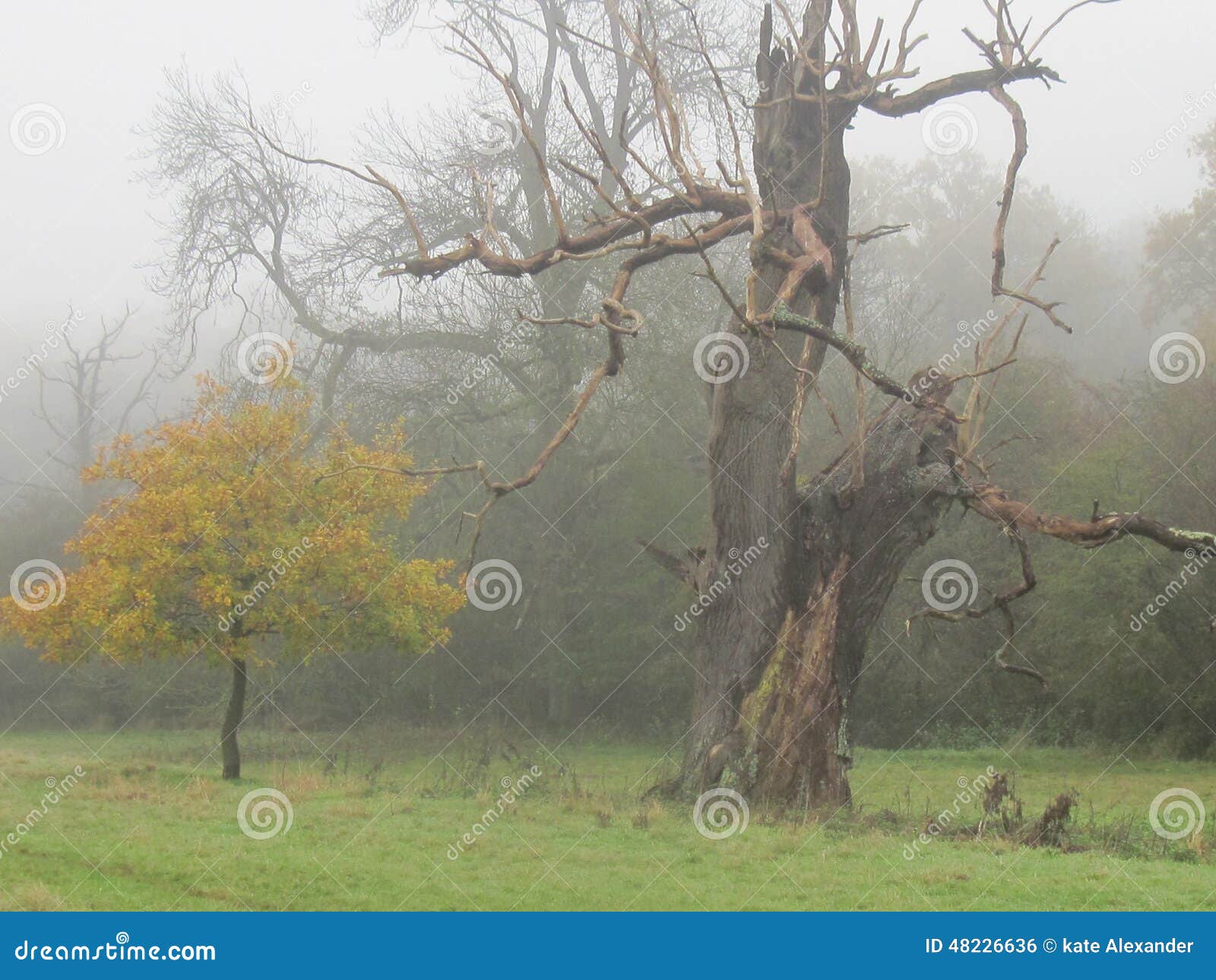 Young and Old Trees in a Misty Wood Stock Photo - Image of dead, winter ...