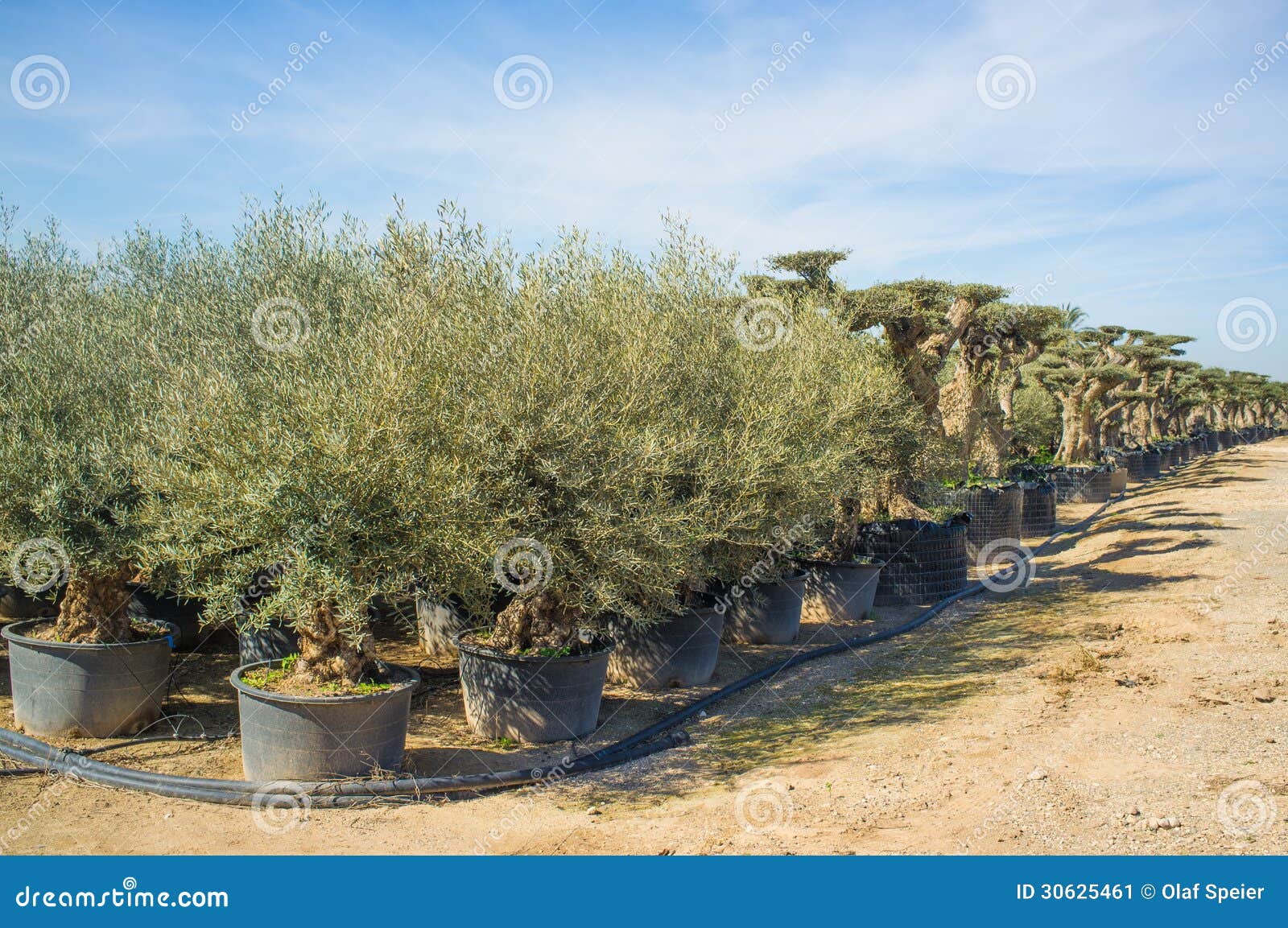 Young and old trees stock image. Image of farm, tree - 30625461