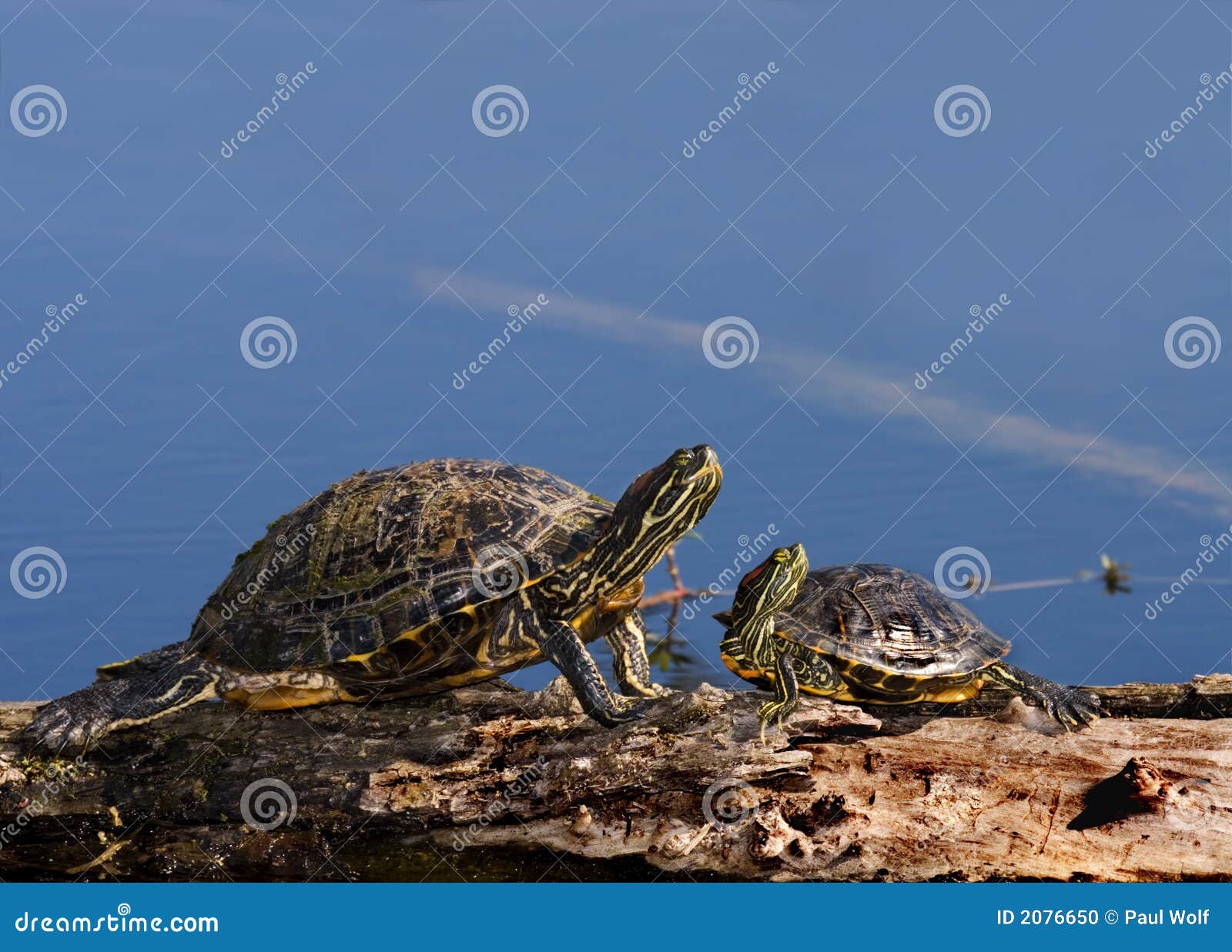 Young and Old Turtles stock photo. Image of wildlife, marsh - 2076650