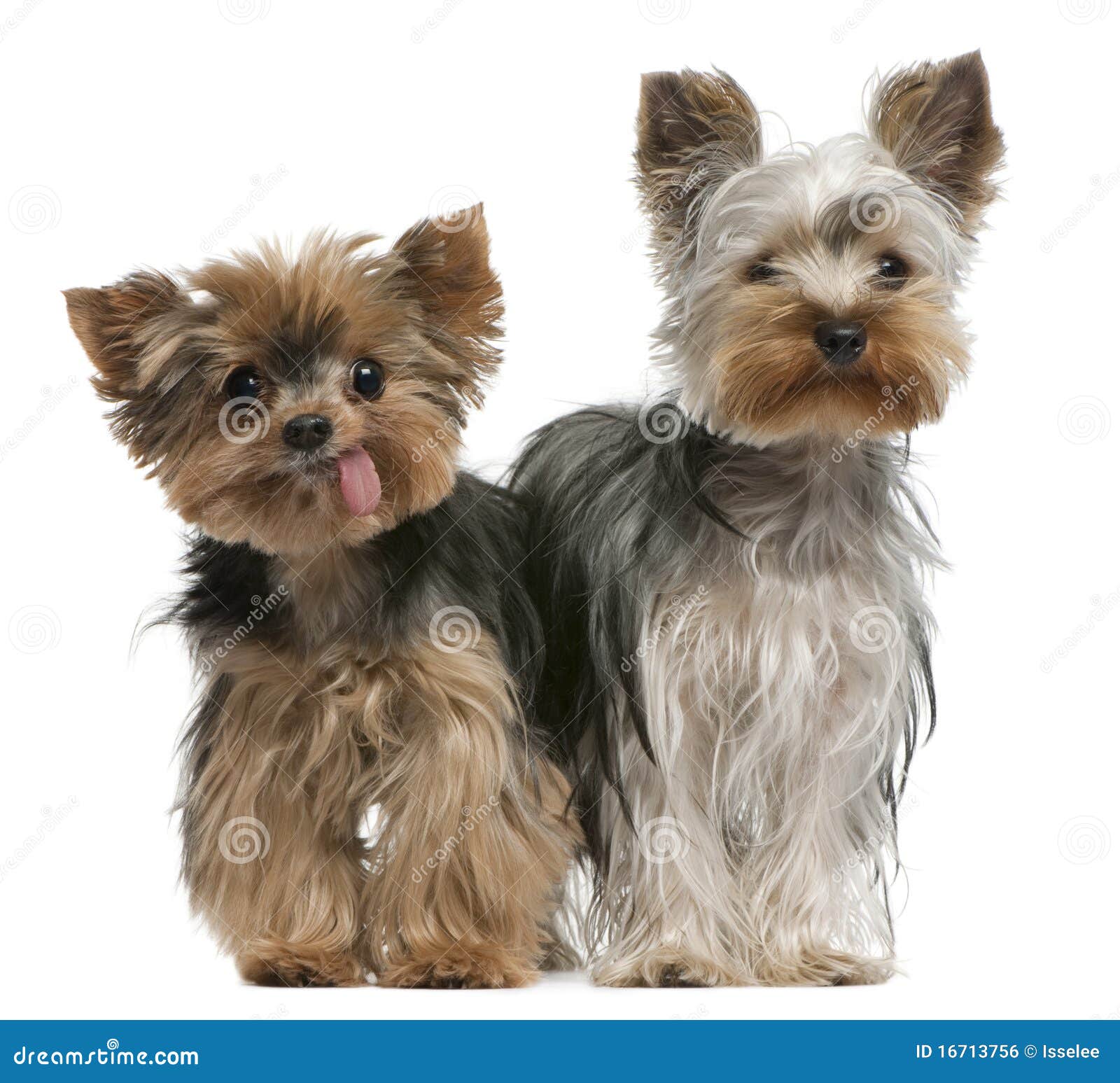 Two Yorkshire Terriers, 3 And 6 Years Old Royalty-Free Stock Photo ...