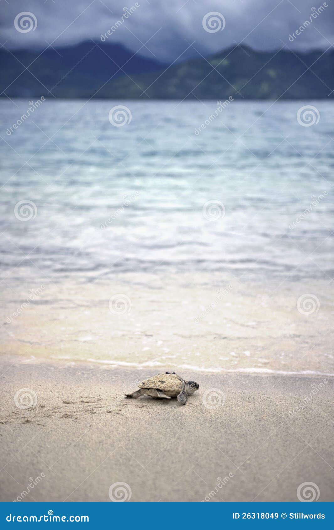 Olive Ridley Sea Turtle Royalty-Free Stock Photo | CartoonDealer.com ...