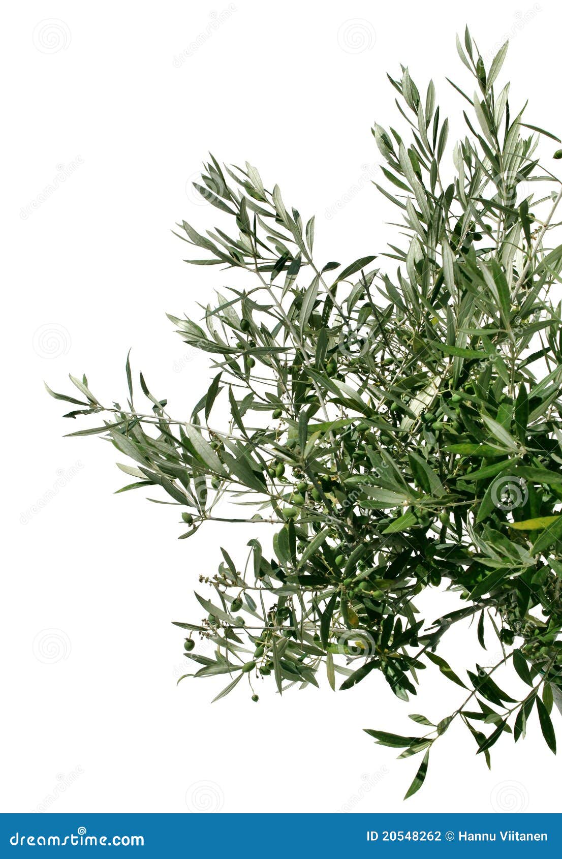 Young olive tree branch stock photo. Image of white, green - 20548262