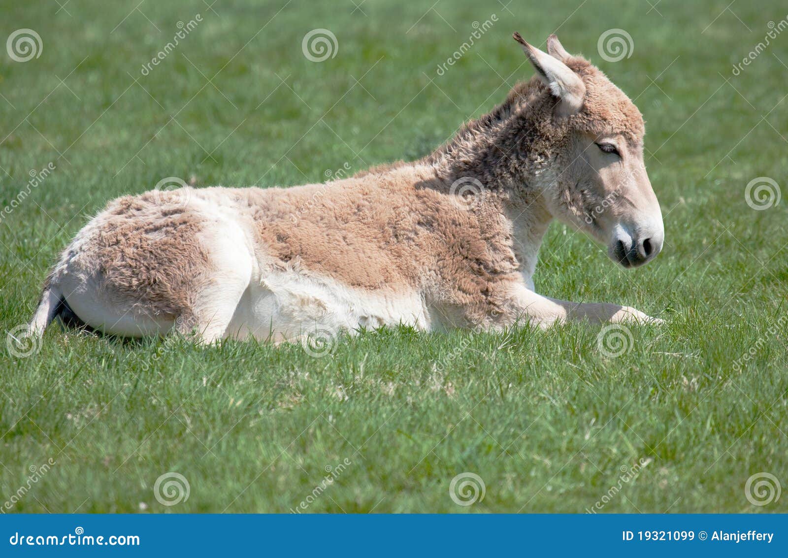Young Onager Sitting in Field Stock Image - Image of hemionus, onager ...