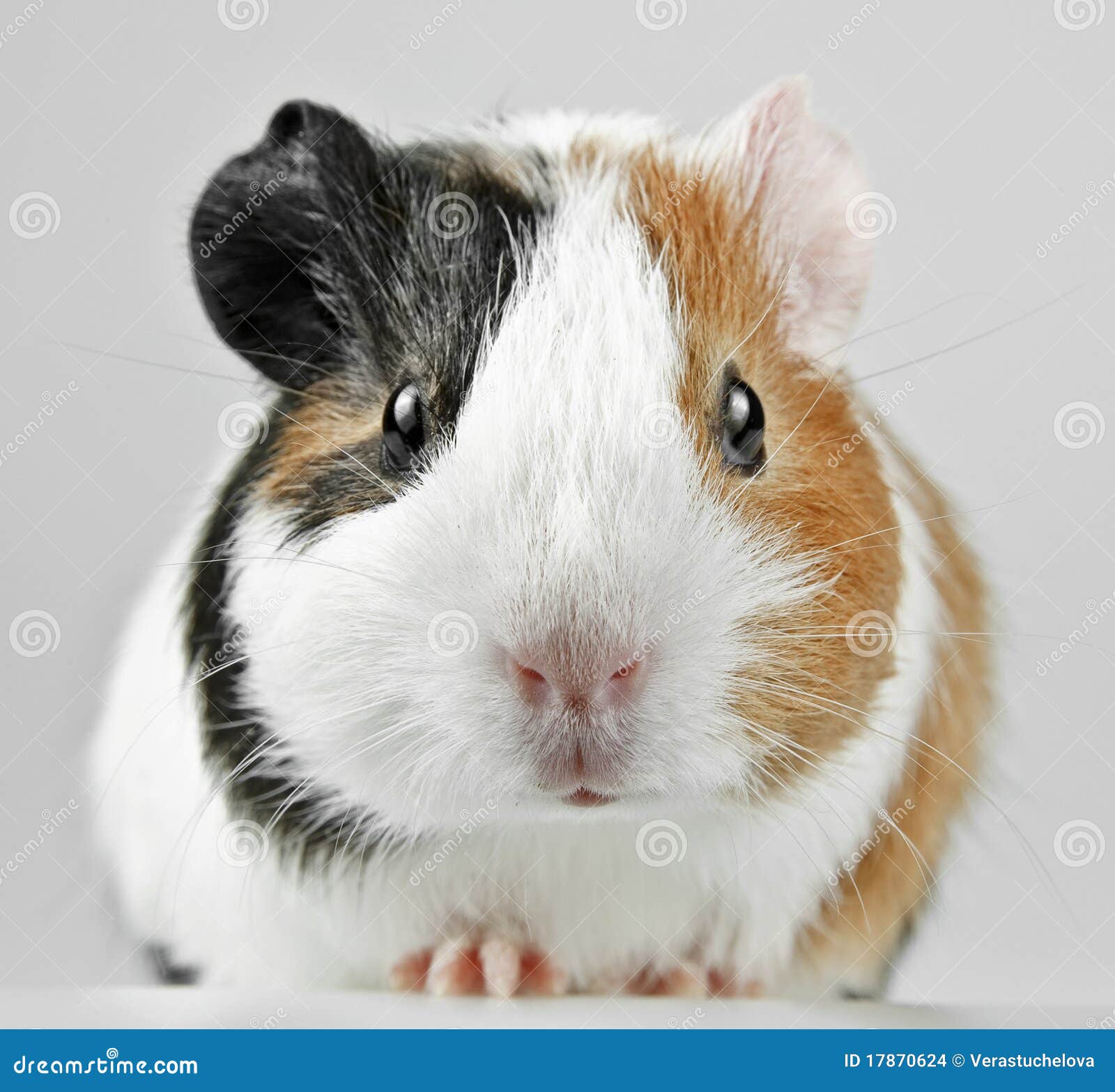 1,096 Young One Guinea Pig Photos - Free & Royalty-Free Stock Photos ...
