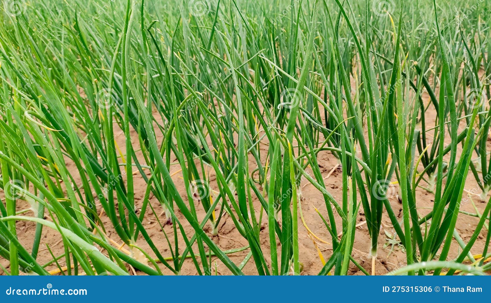 Young Onion Crop Field, Onion Cultivation in the Jodhpur, India Stock ... Young Onion Crop Field, Onion Cultivation in the Jodhpur, India Stock ...