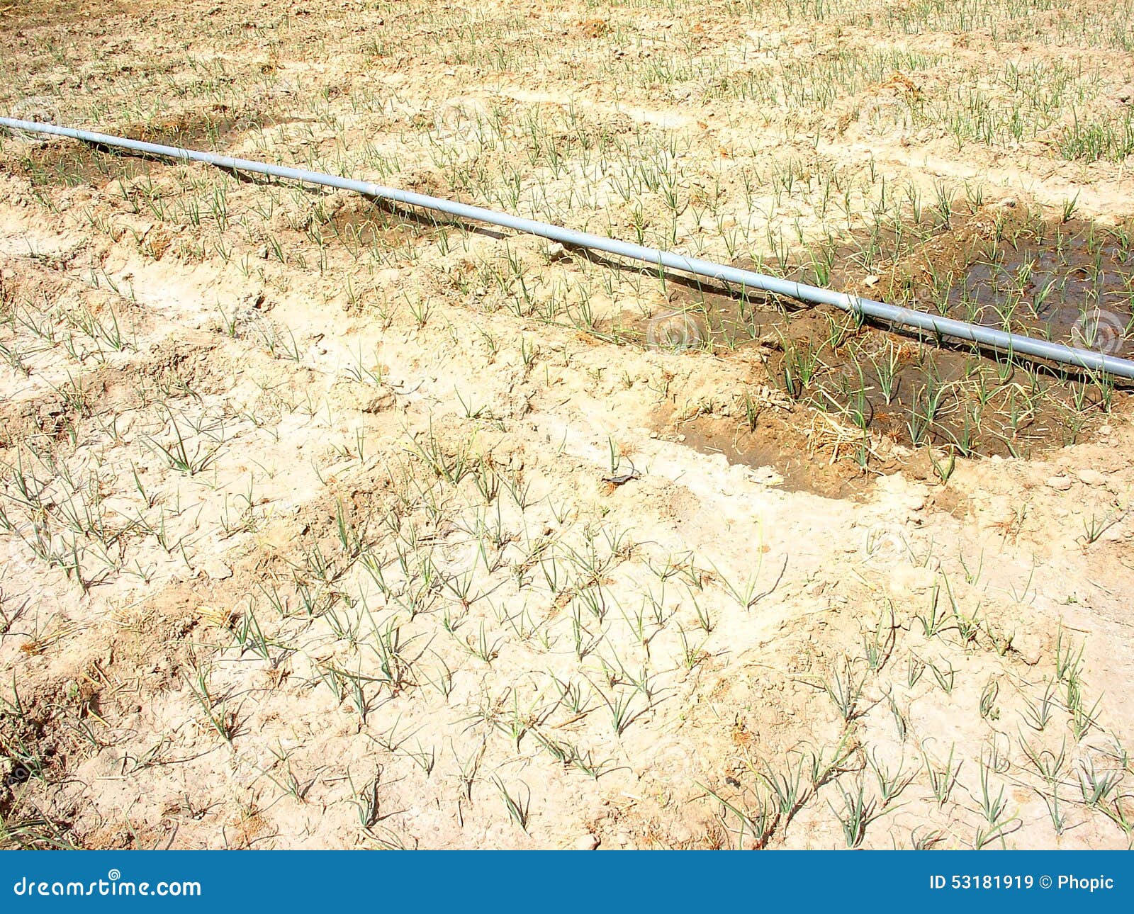 Young onion farm stock image. Image of store, farming - 53181919
