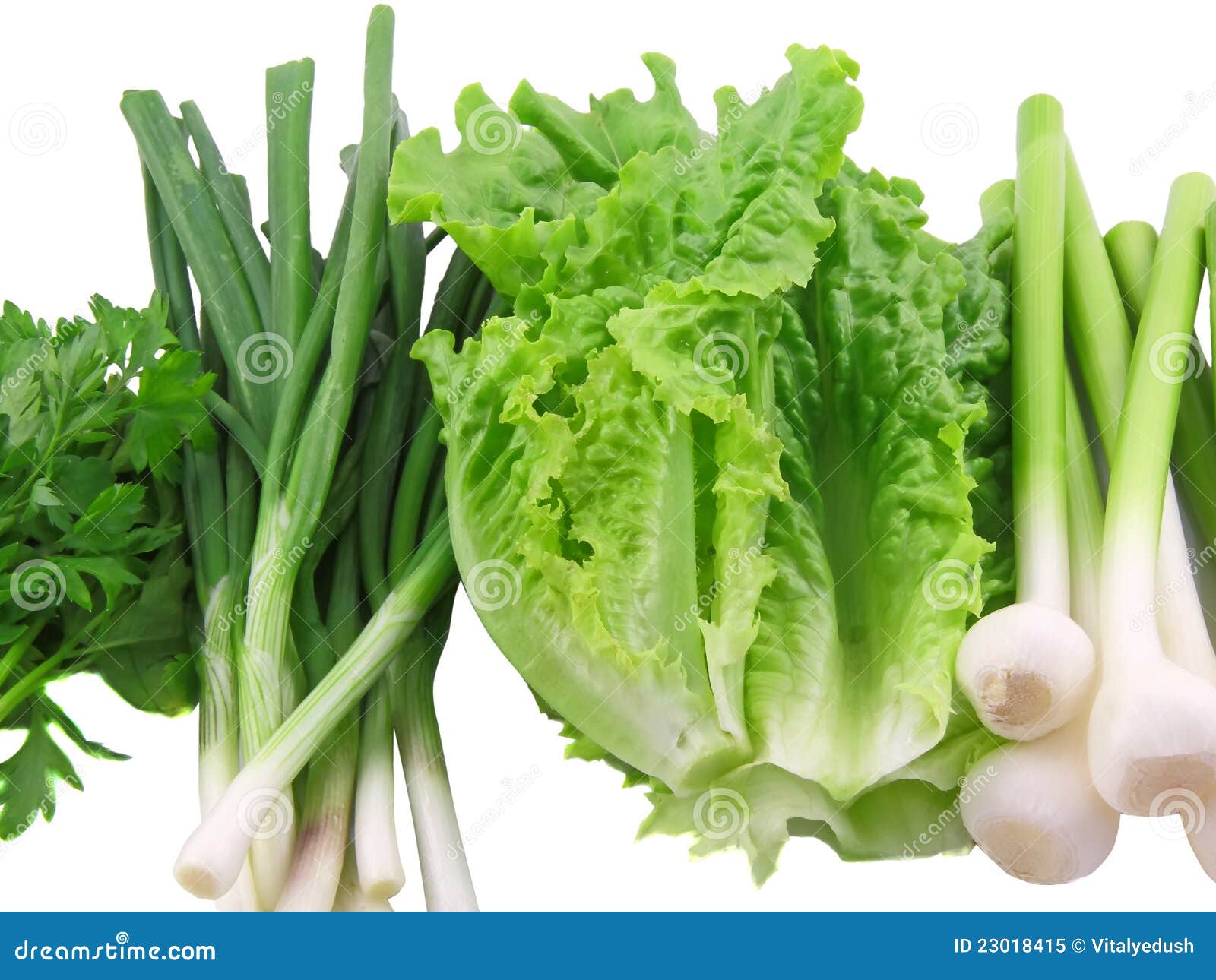 Young Onion, Garlic and Letucce. Isolated. Stock Image - Image of ...