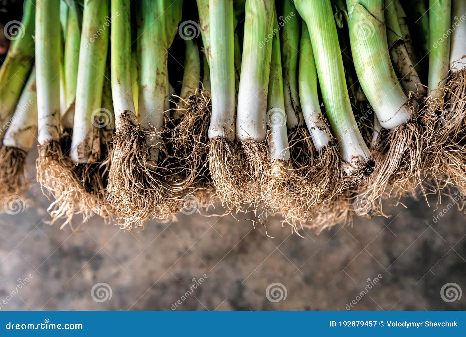 Young onion stalks stock image. Image of grow, bouquet - 192879457