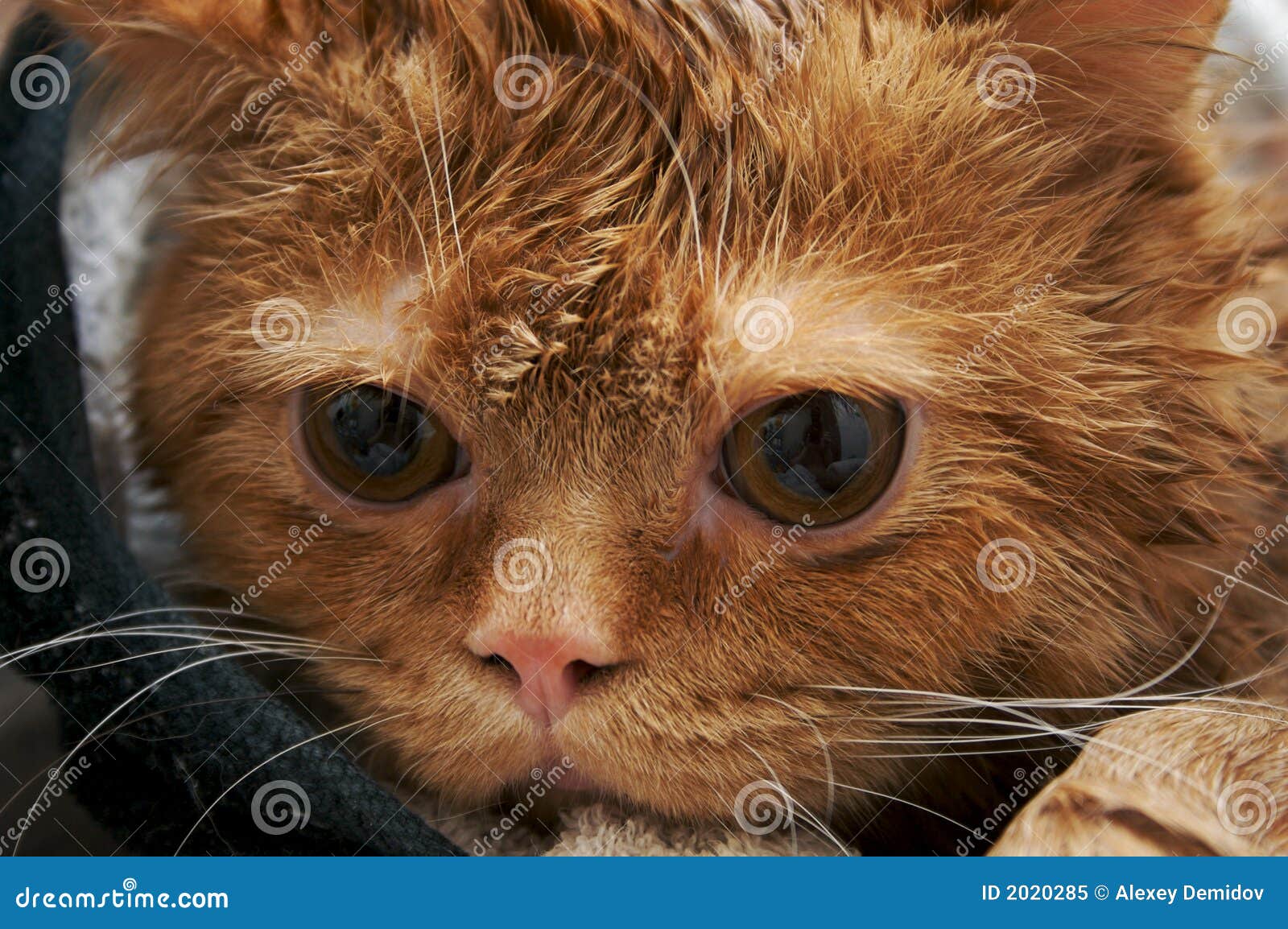 Young orange cat stock image. Image of cats, look, eyes - 2020285