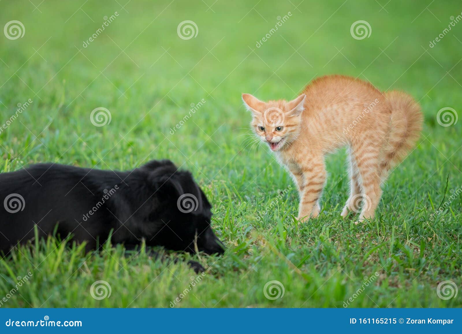 Young Orange Cat Standing on Green Grass and Looking Scared at Black ...