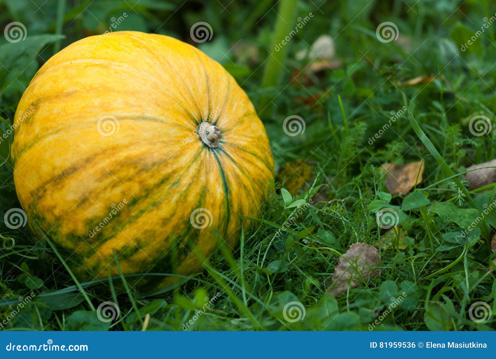 Young Orange Pumpkin stock photo. Image of crop, food - 81959536