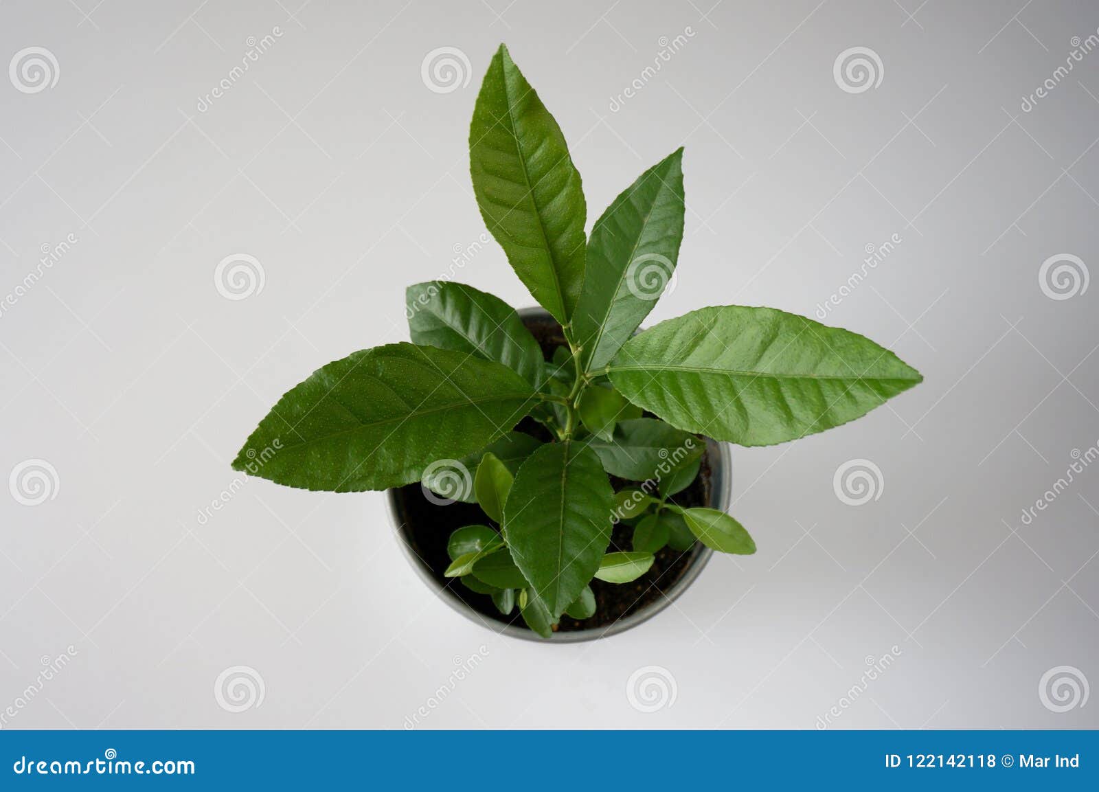 Orange tree in pot stock photo. Image of tone, plant - 122142118