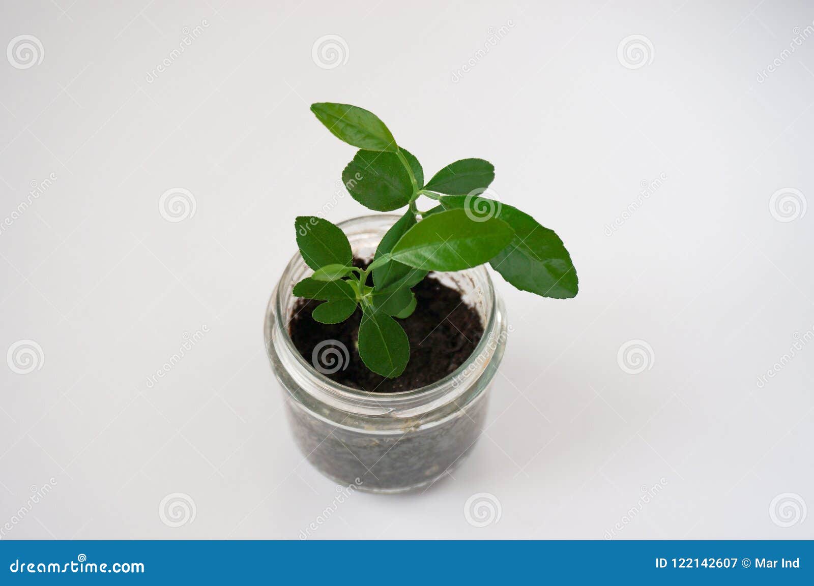 Sprout in pot stock image. Image of live, close, glass - 122142607