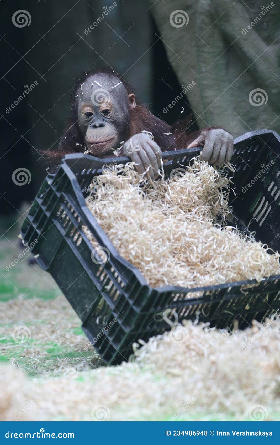 A Young Orangutan is Playing with a Box and Hay. the Monkey is Holding ...