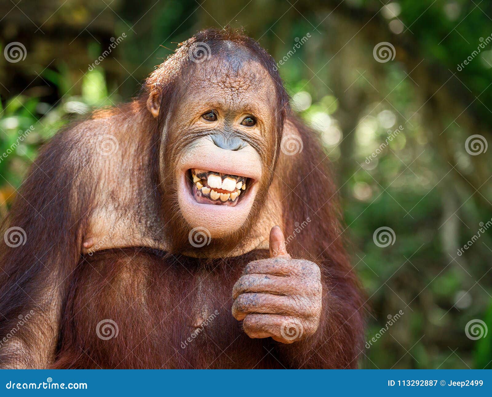 Orangutan Smile Royalty-Free Stock Photo | CartoonDealer.com #164138025