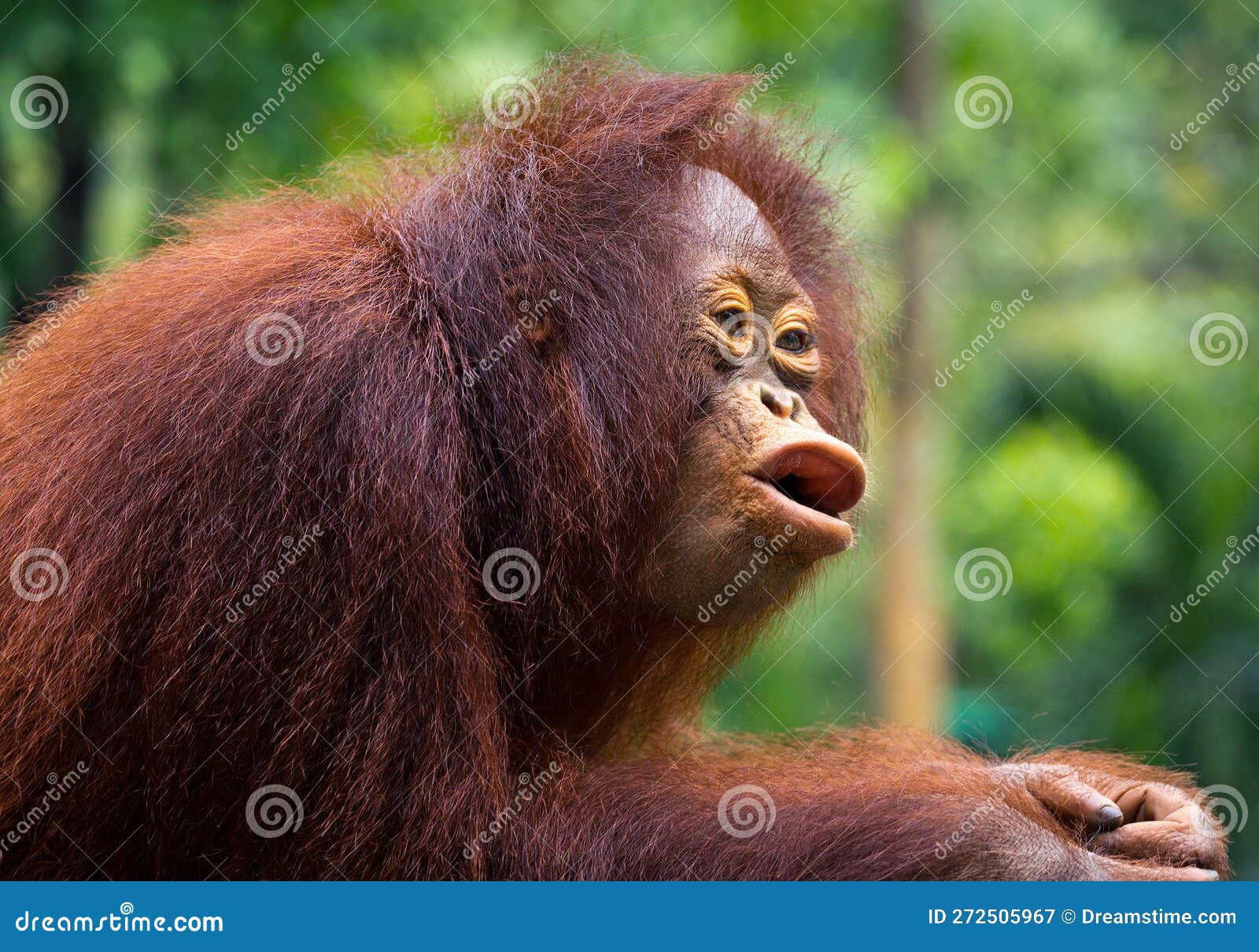 Young orangutans. stock image. Image of hairy, mammal - 272505967