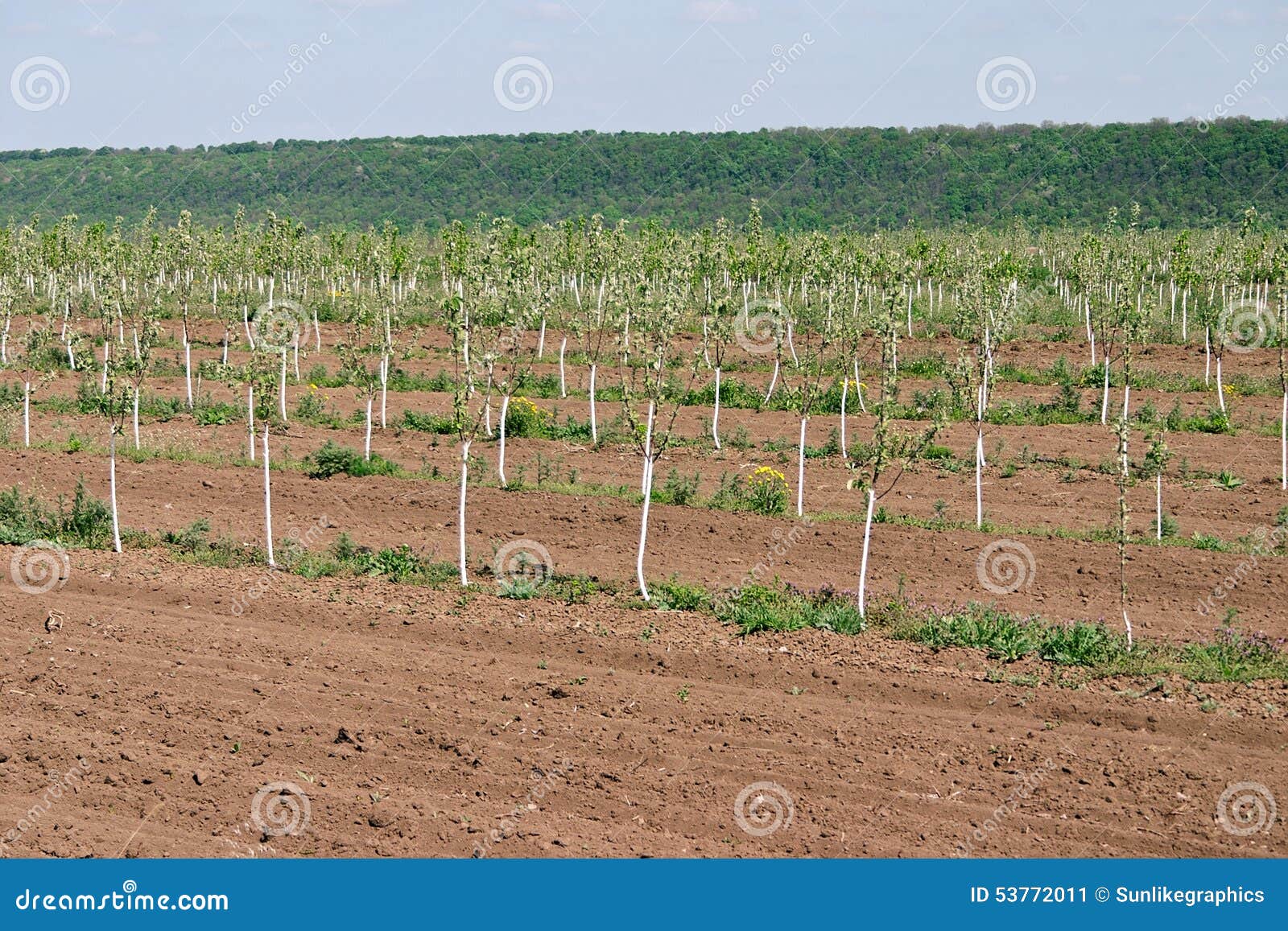 Young Orchard. Row of Fruit Trees Stock Image - Image of fresh ...