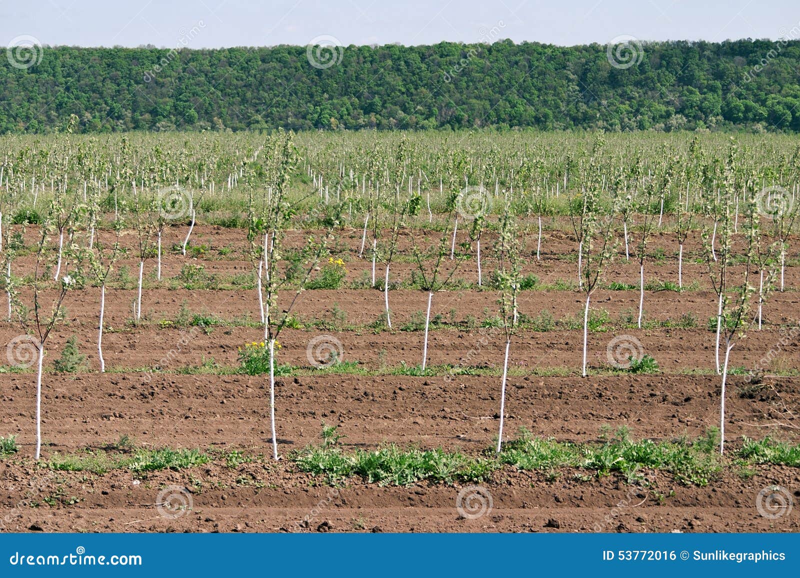Young Orchard. Row of Fruit Trees Stock Photo - Image of natural, green ...