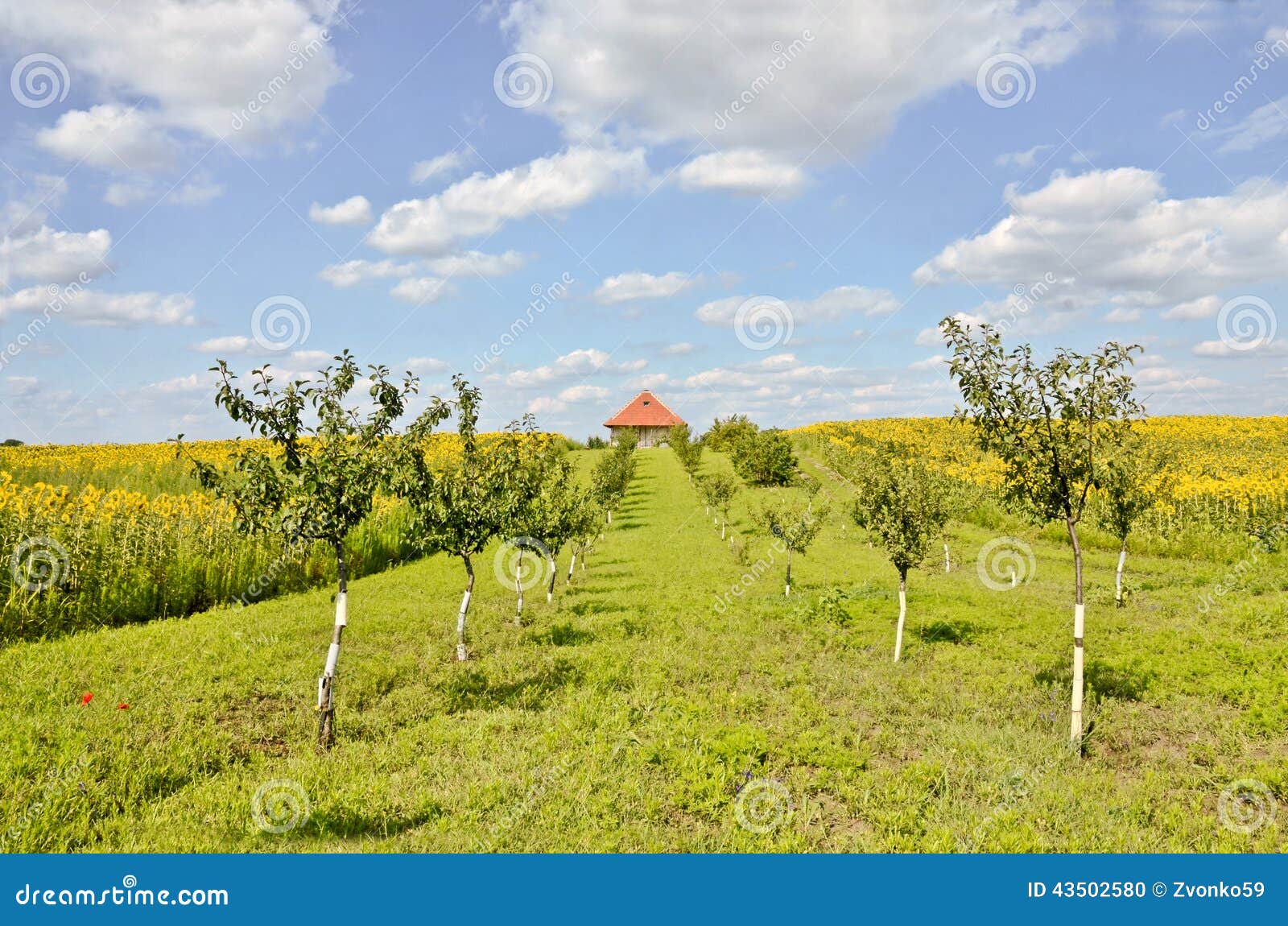 Young Orchard stock photo. Image of growing, beauty, europe - 43502580