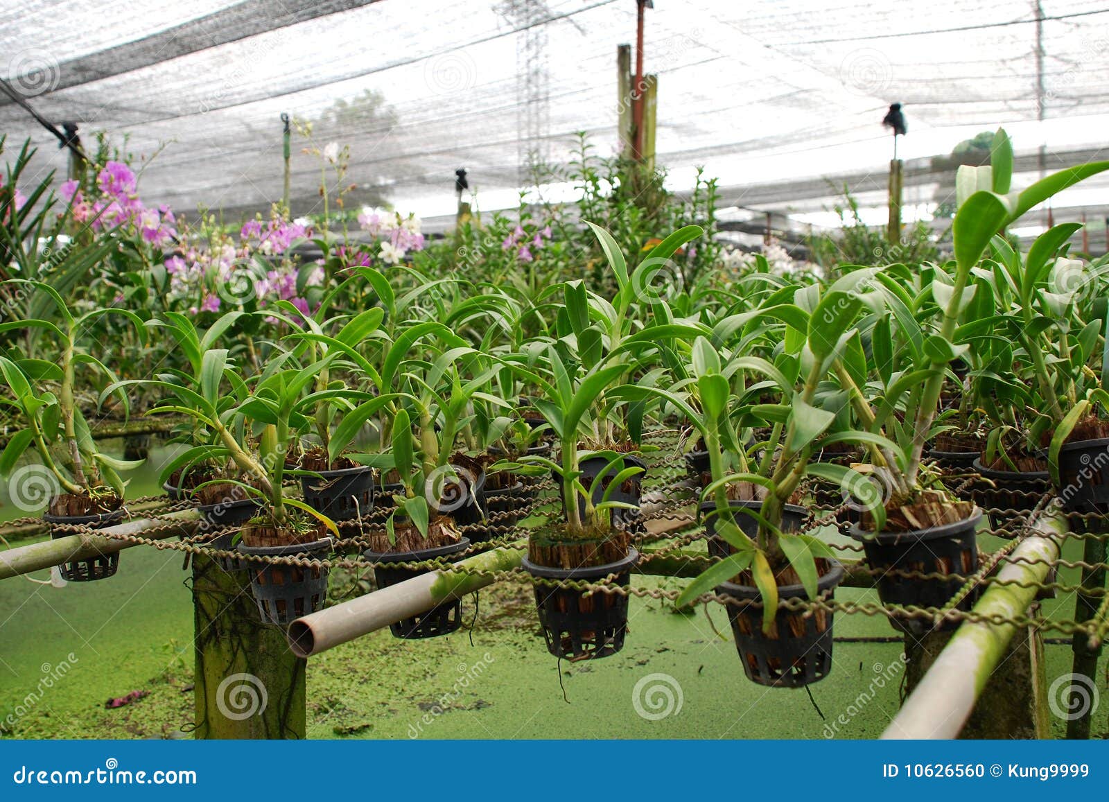 Young orchid in the farm stock photo. Image of growth - 10626560