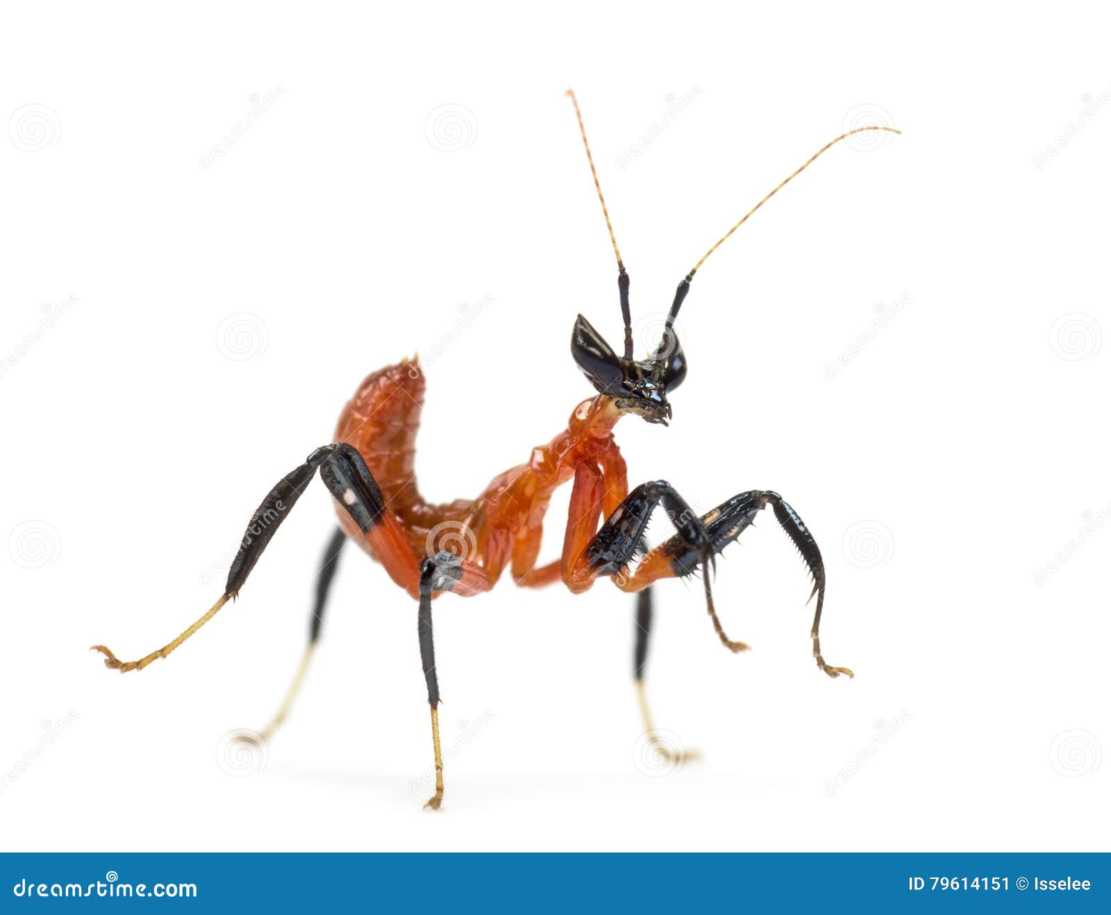 Young Orchid Mantis - Hymenopus Coronatus, Isolated Stock Image - Image ...