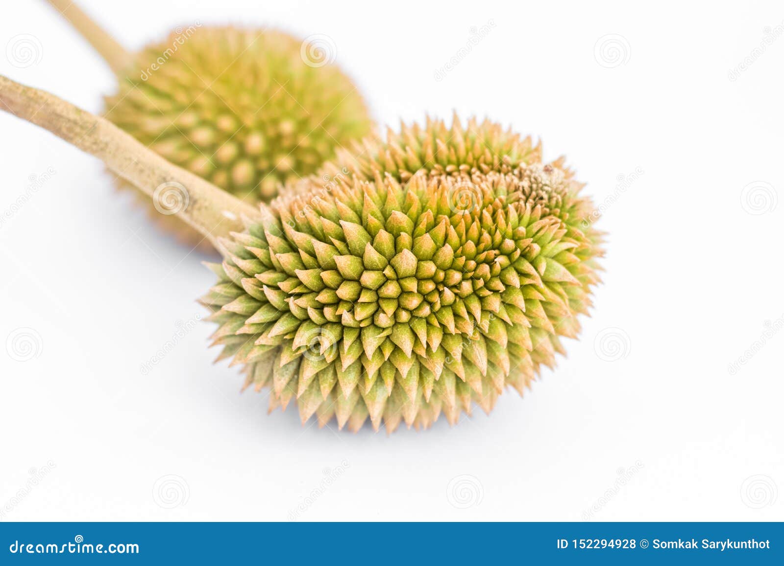 Young organic Durian stock photo. Image of king, orange - 152294928