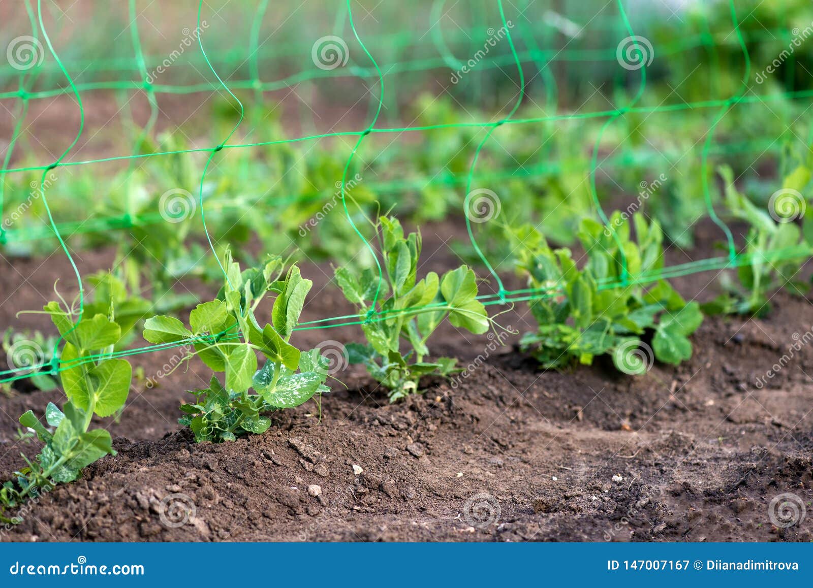 Young Organic Pea Plants in the Garden Creeping through a Grid Stock ...
