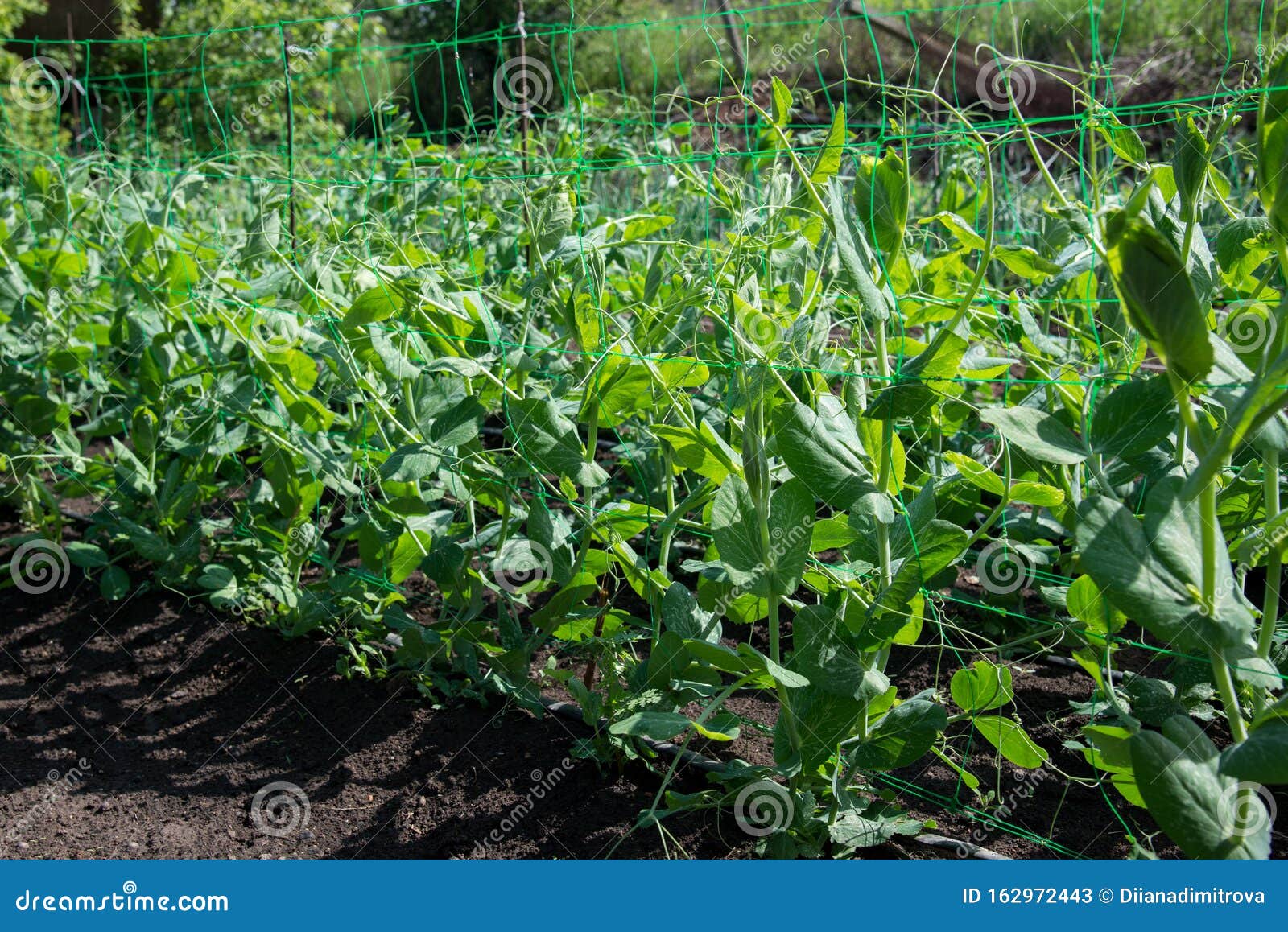 Young Organic Pea Plants in the Garden Creeping through a Grid Stock ...