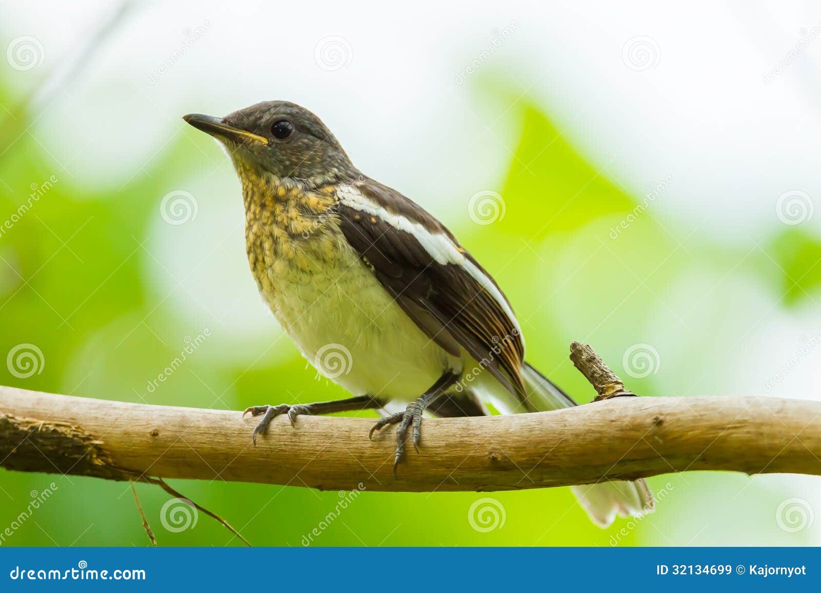 Young Oriental Magpie Robin Bird Stock Image - Image of feathers, beak ...