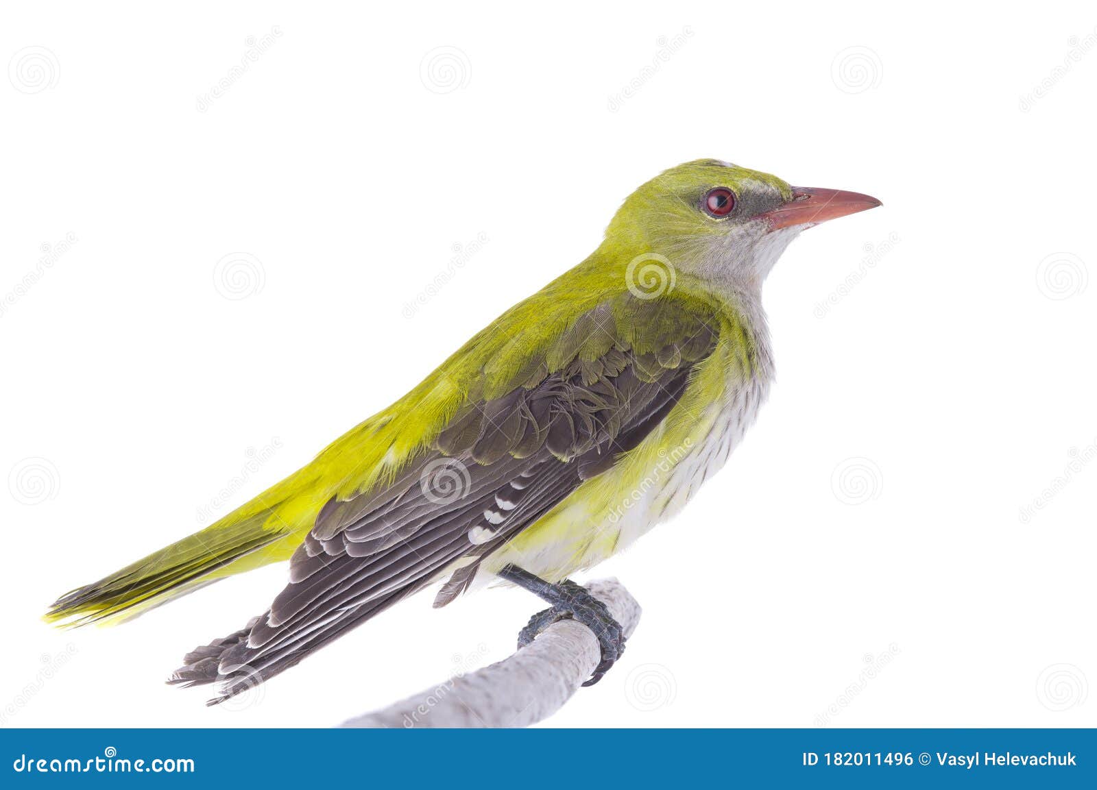 Young Oriole Isolated on a White Stock Photo - Image of wildlife ...
