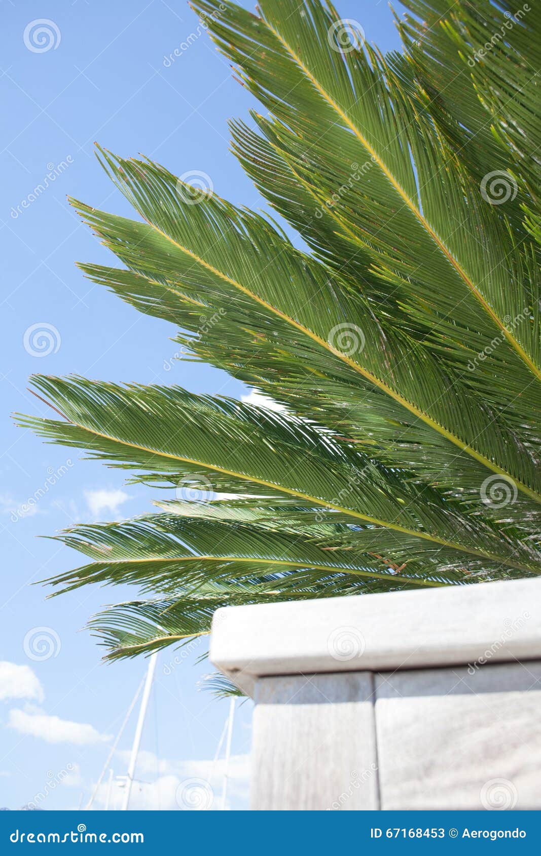 Ornamental Palm Leaves Kentia Palm Or Howea Species The Tropical ...