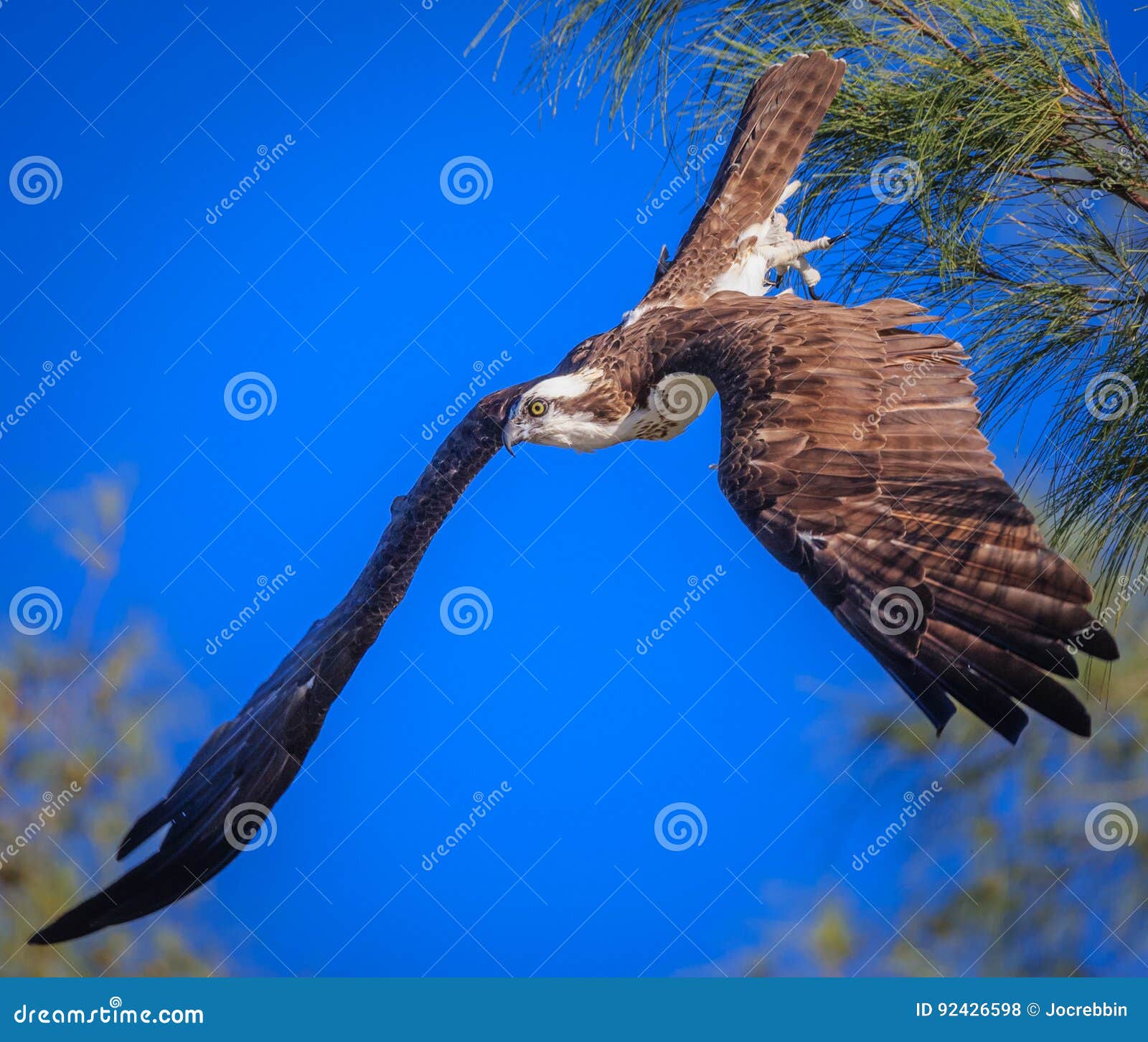 Young Osprey Dives from Perch in Search of Fish Stock Photo - Image of ...